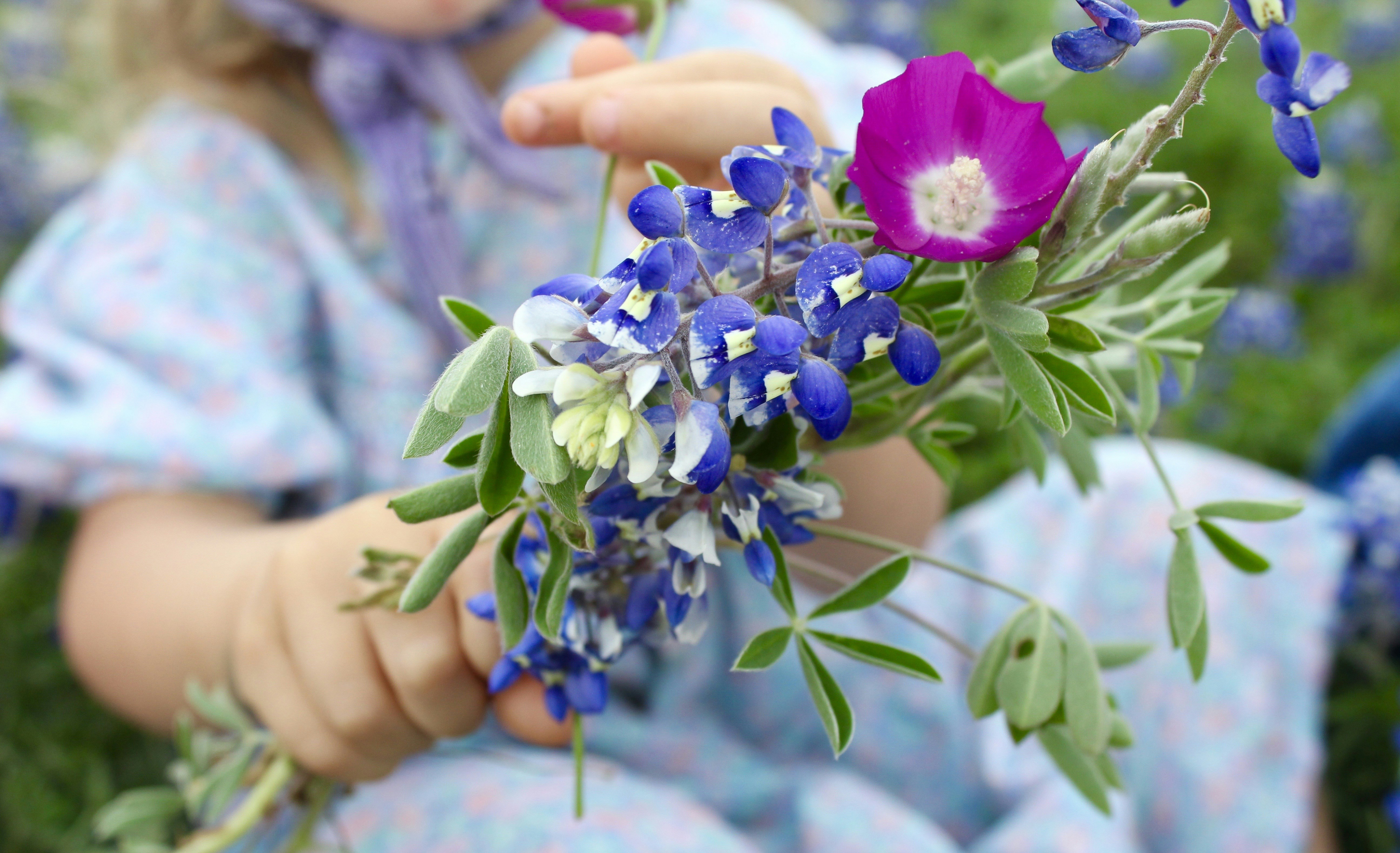 Indigo bouquet in a child's gentle hold