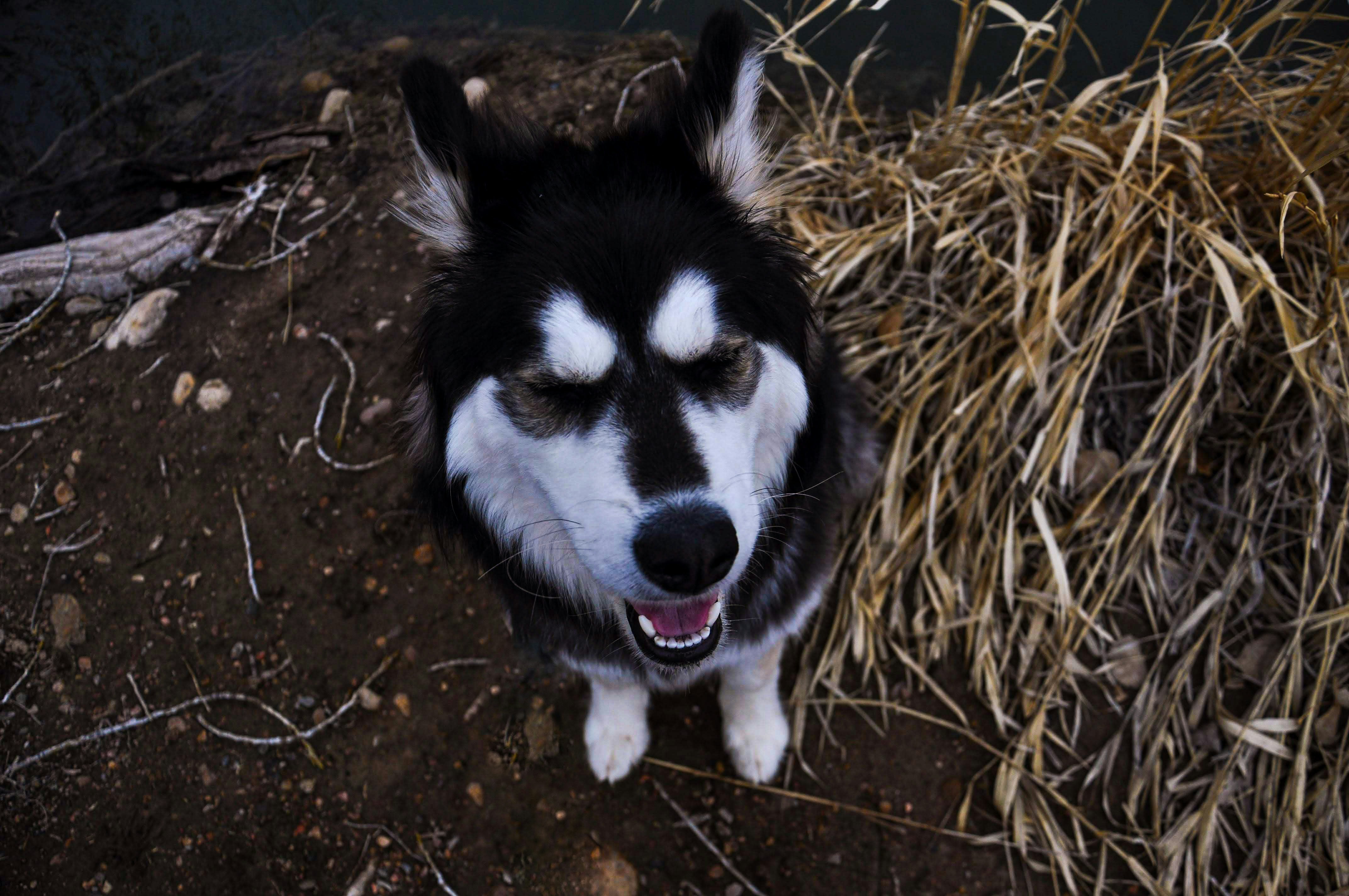 Eye-Level Grin: Husky in a Rustic Yard