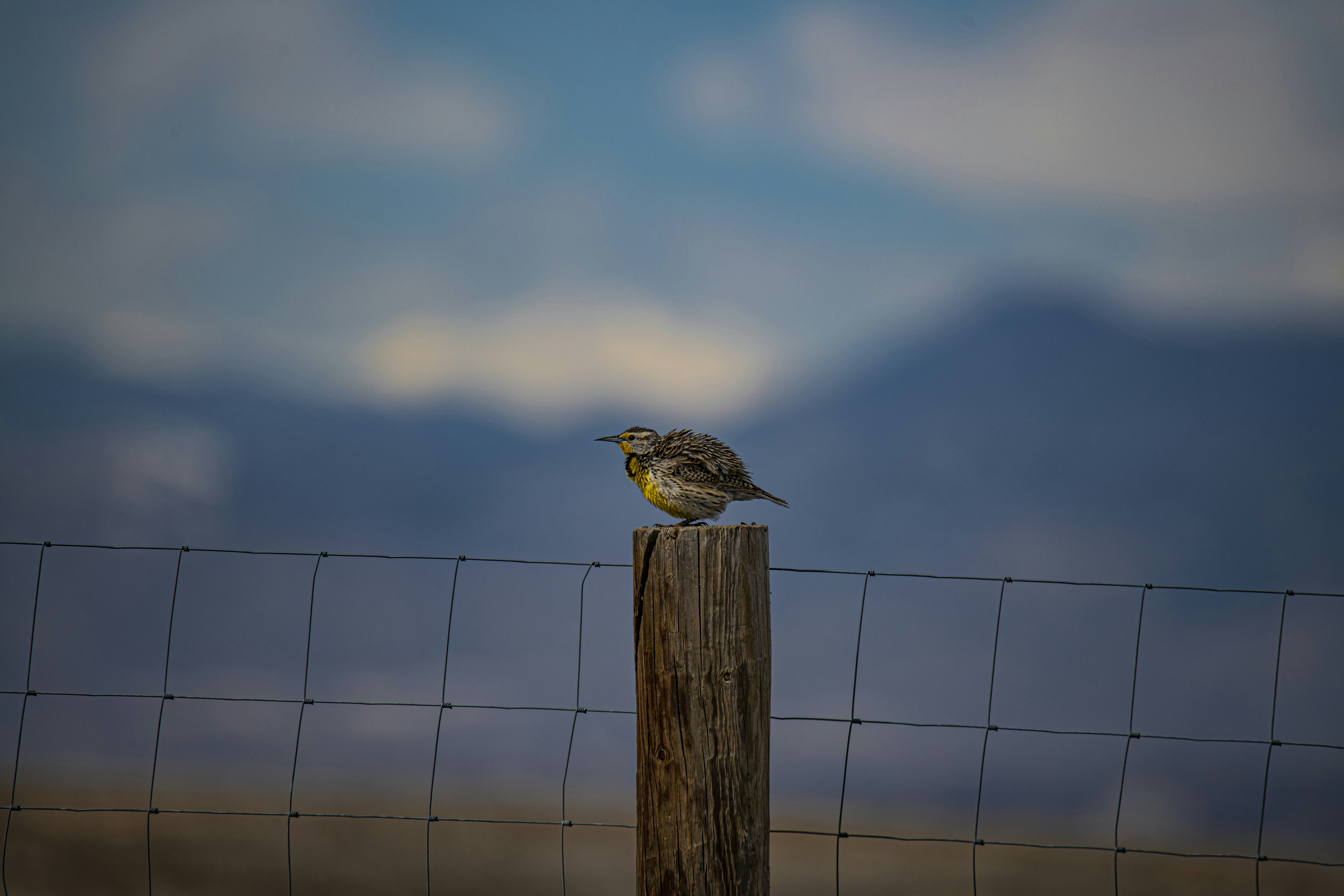 Fencepost Sentinel: A Small Bird Quietly Guarding the Distant Horizon