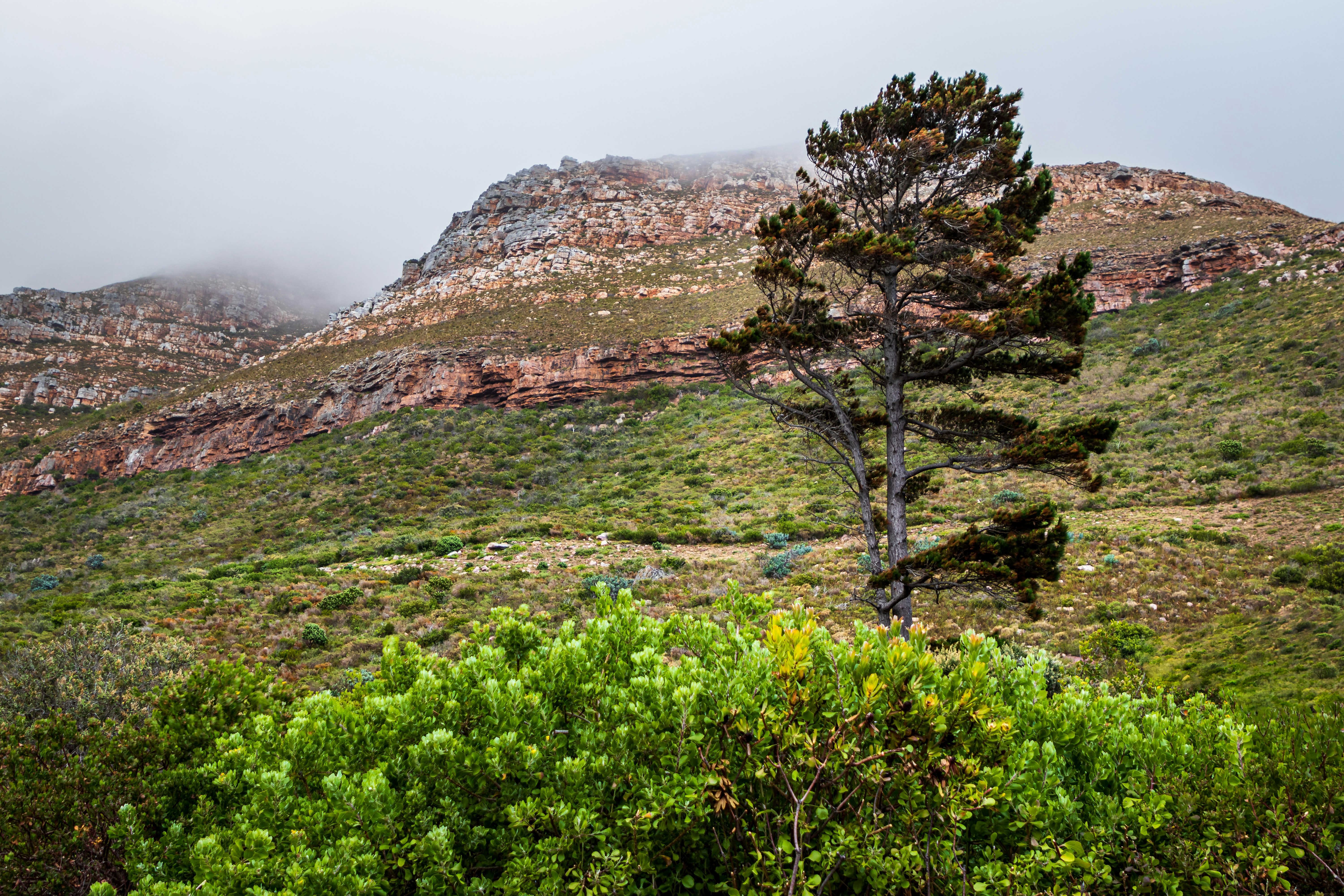 Lone tree standing tall before misty mountains and lush greenery.