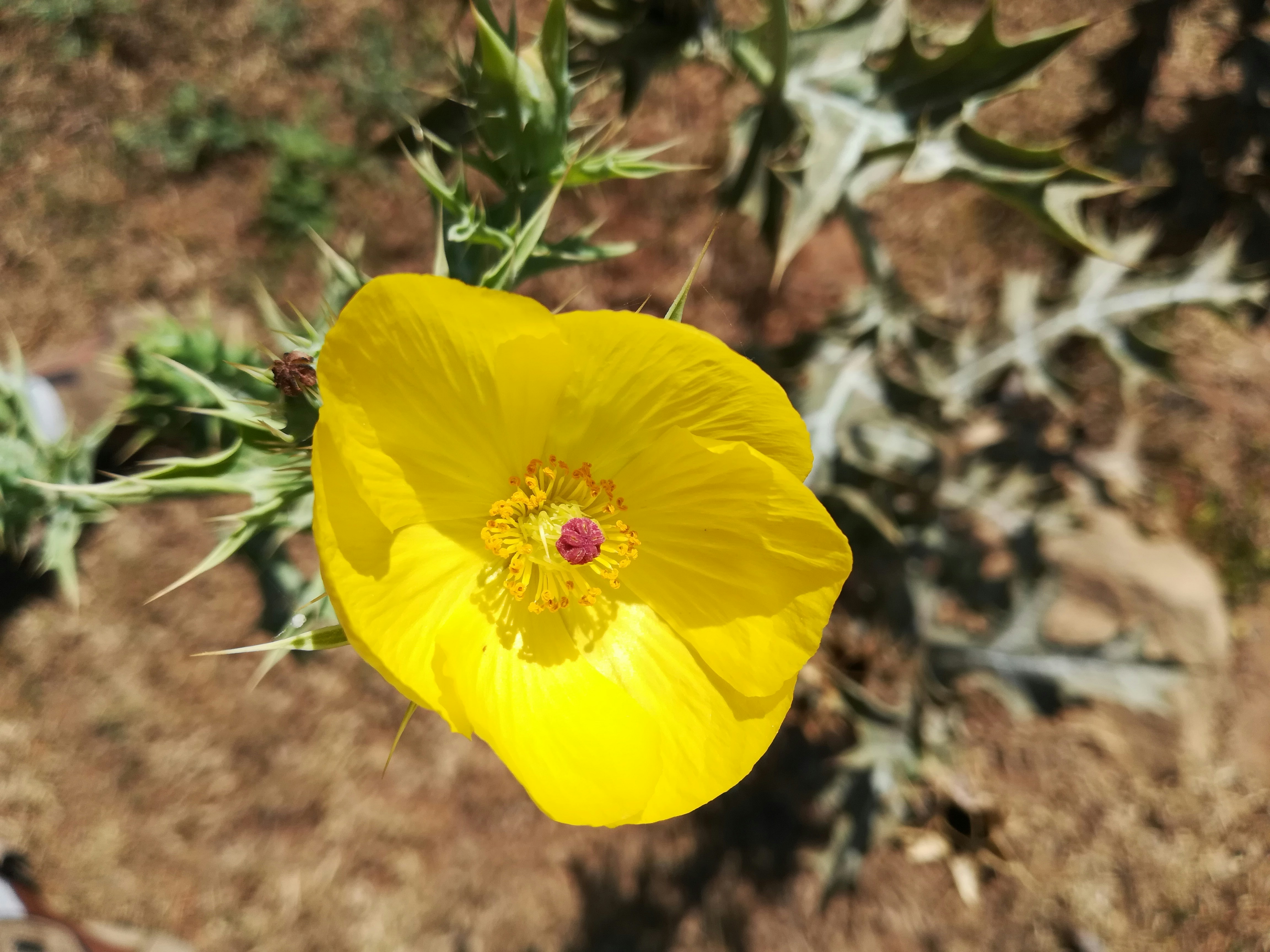 Vibrant yellow flower showcasing intricate details and a striking center, surrounded by thorny foliage. A testament to nature's resilience.