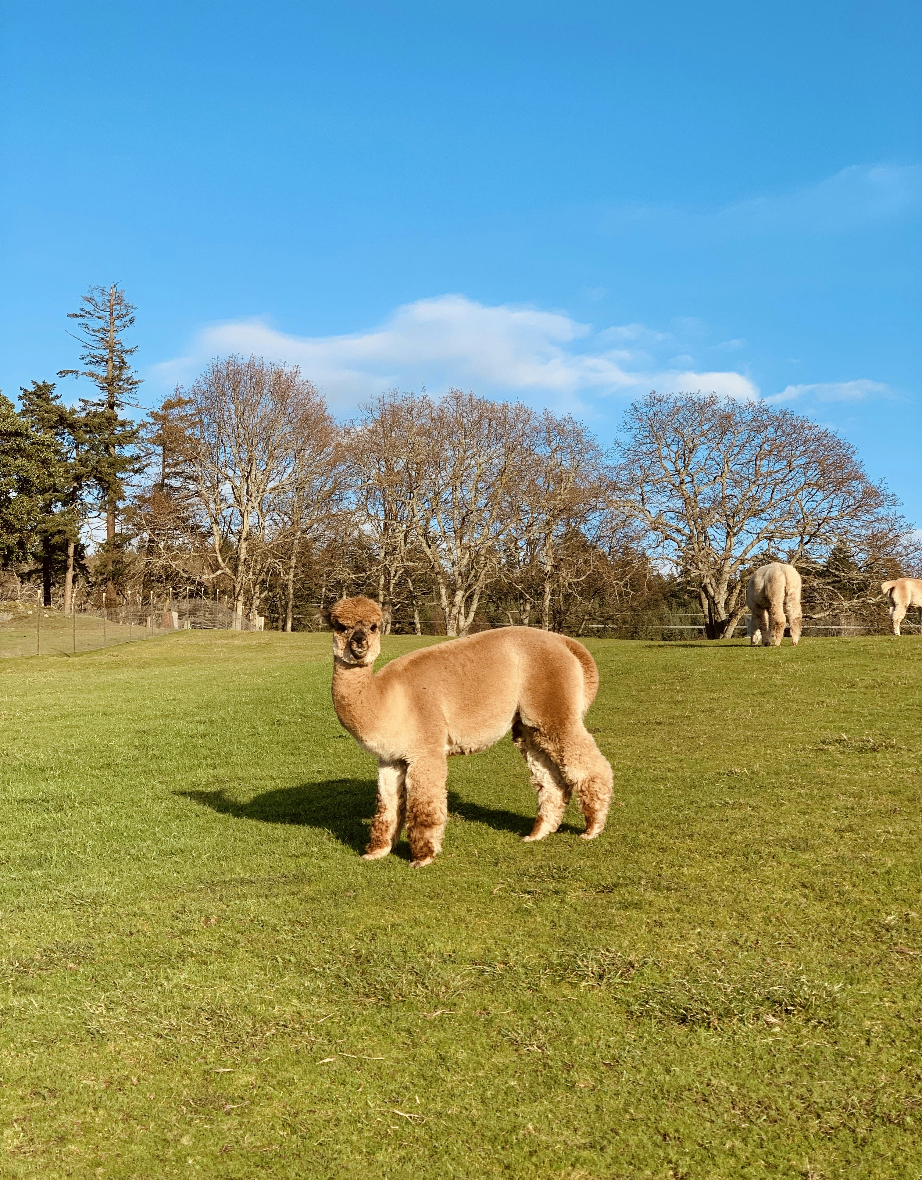 Pasture Portrait: A Curious Alpaca Under a Clear Blue Sky