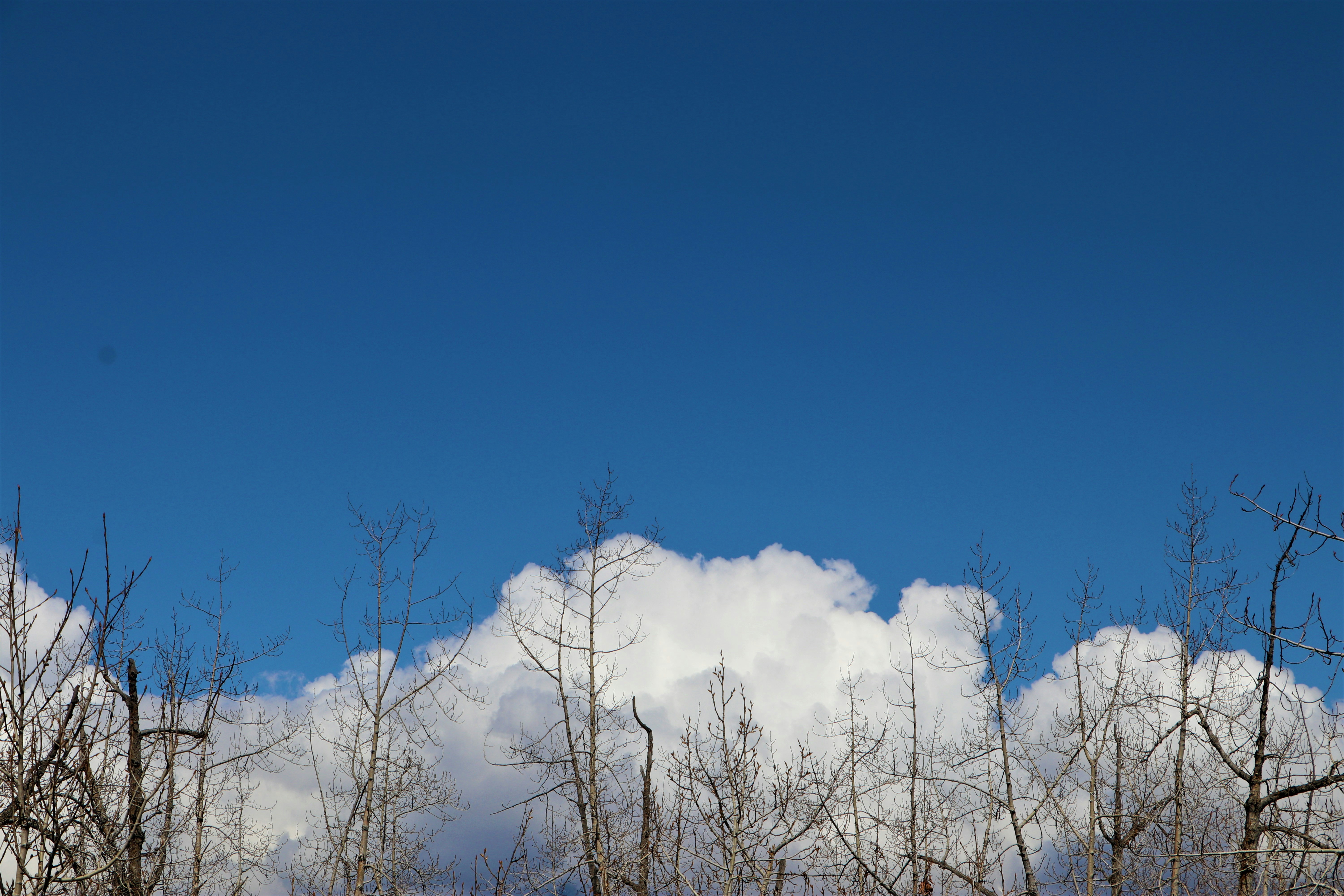 Fluffy white clouds drift across a vibrant blue sky, framed by the delicate branches of bare trees below.