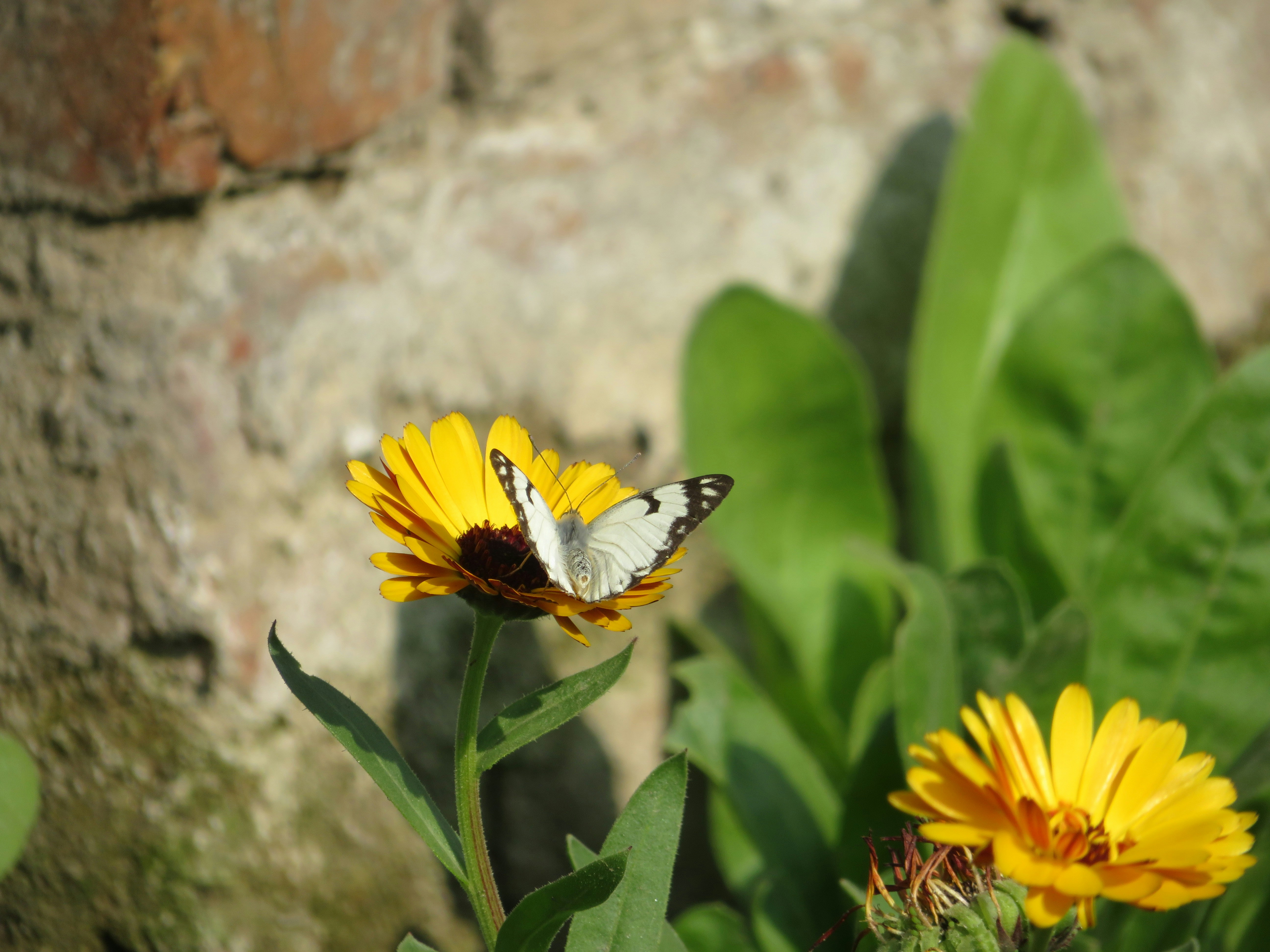 Butterfly perched on a yellow marigold against a rustic brick wall and green foliage.