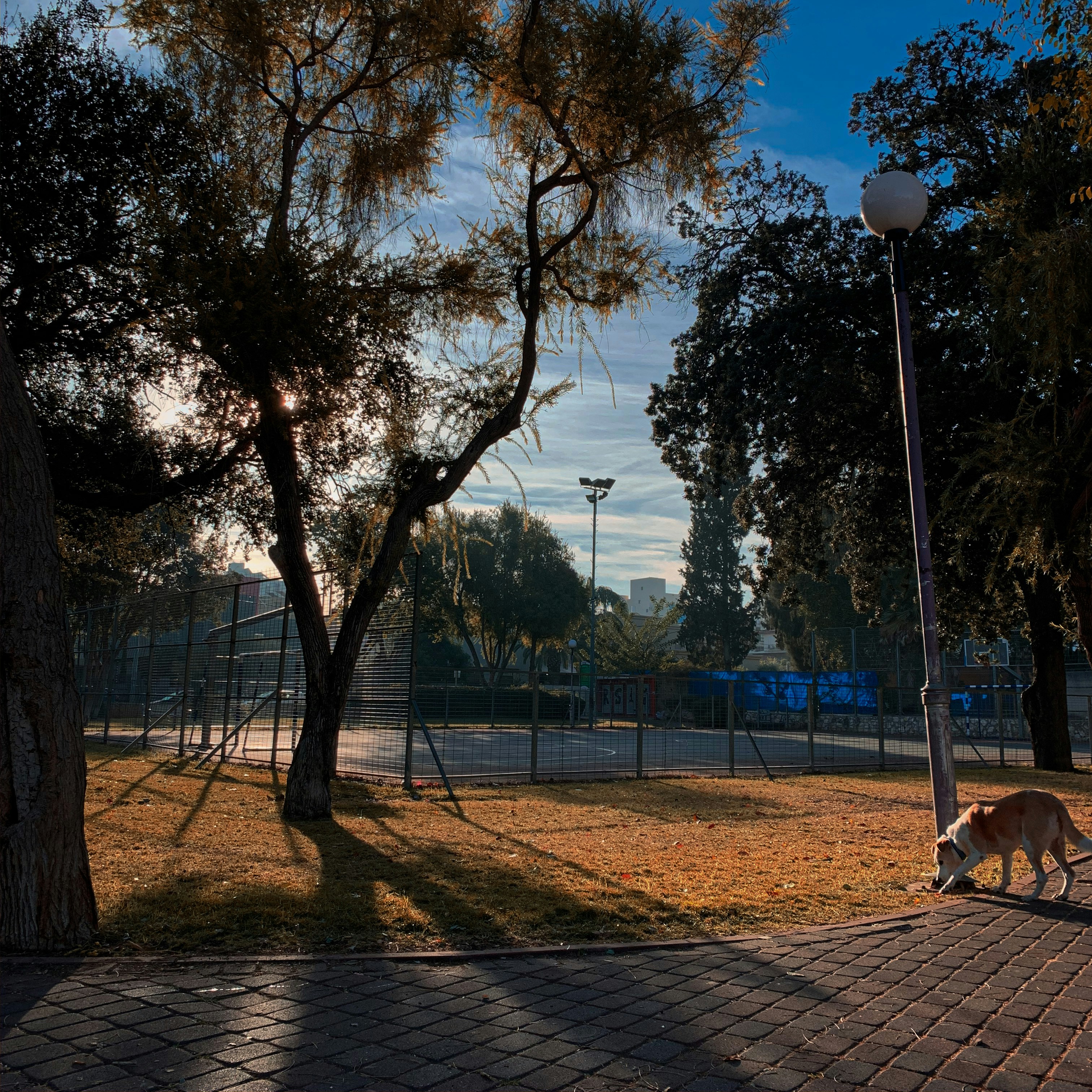 A dog explores the grassy area of a park, surrounded by tall trees and soft morning light filtering through the branches.