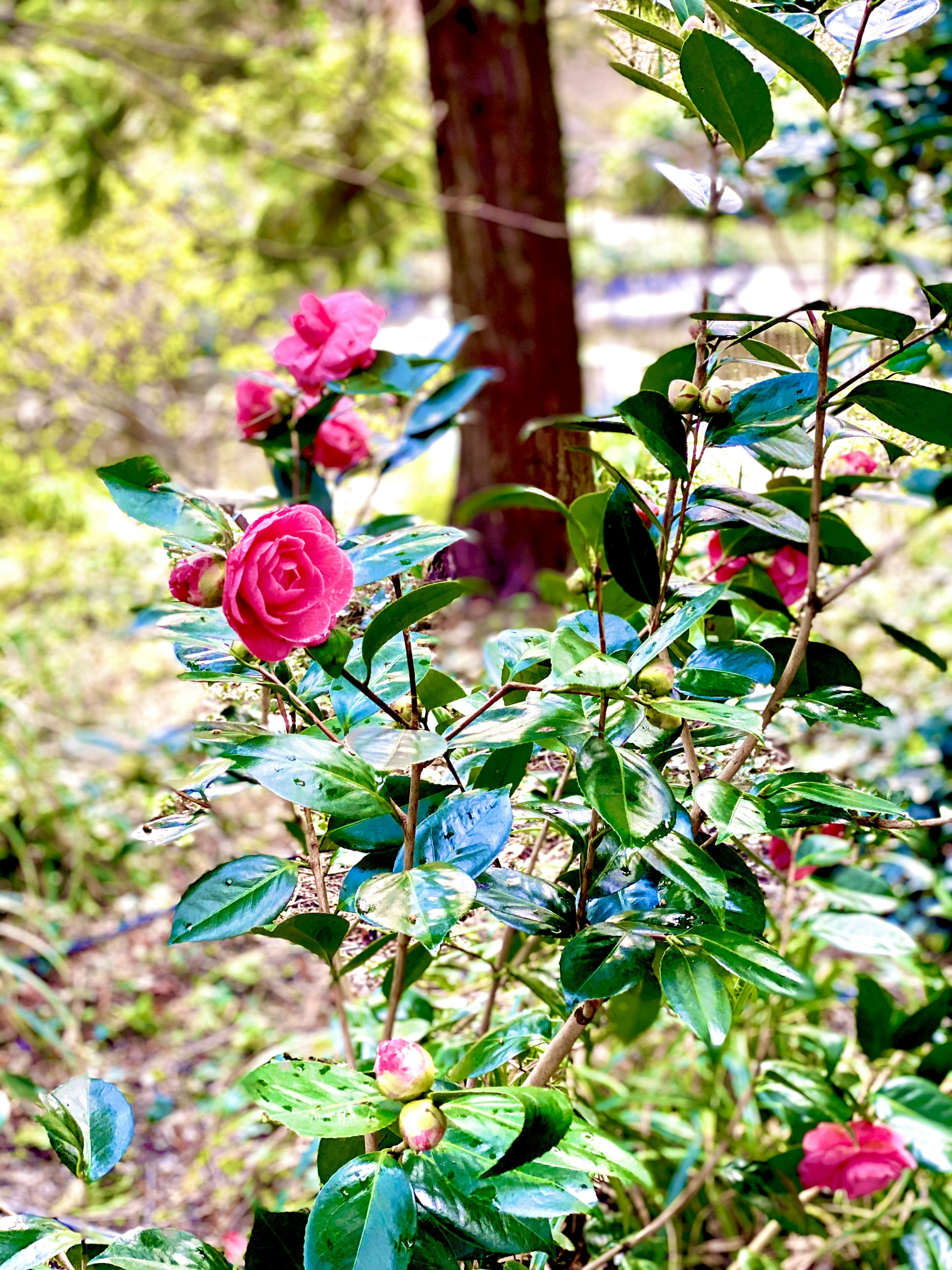 Sunlit Pink Roses: A Quiet Garden Portrait