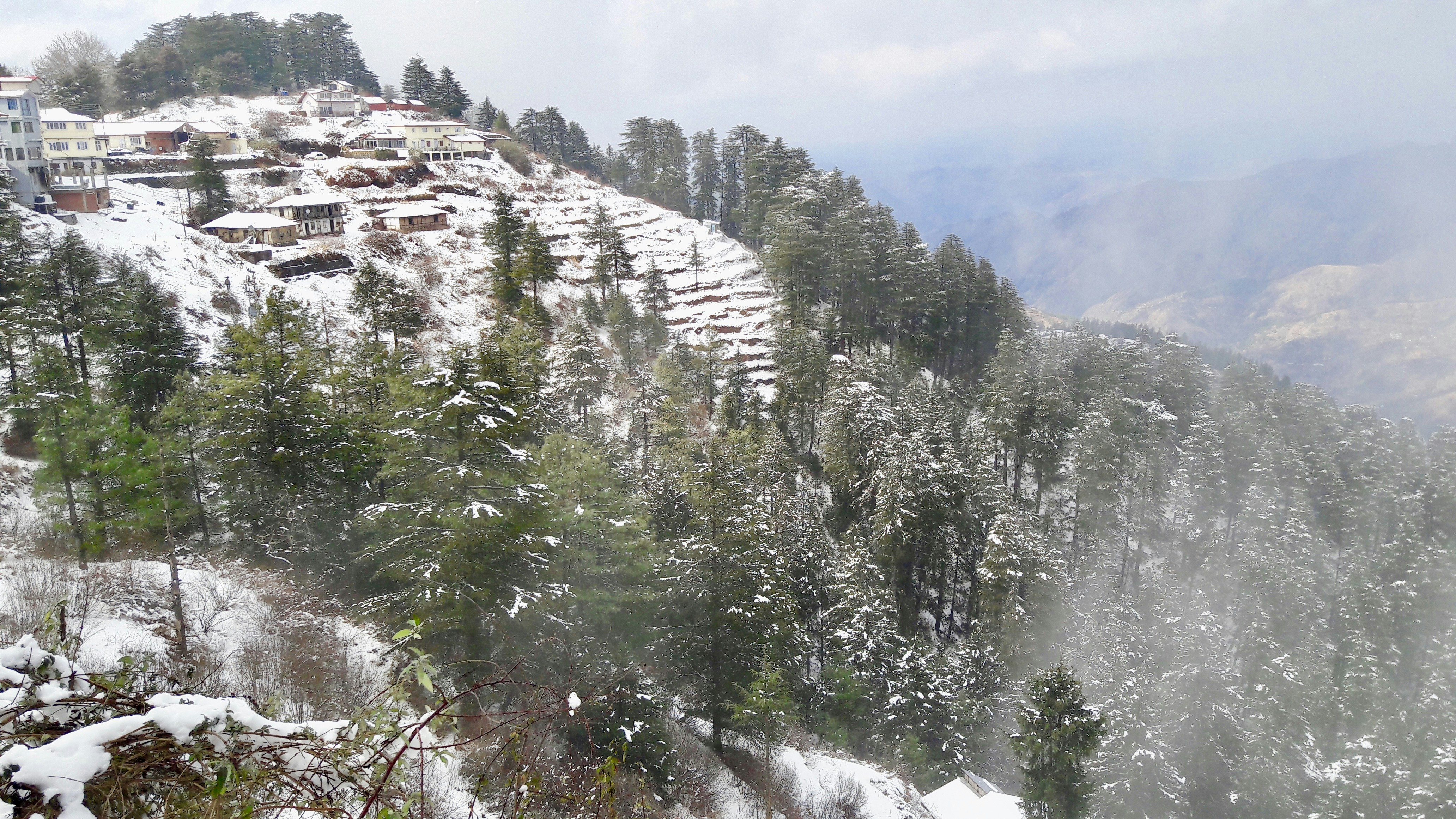 Snow-dusted hillside village with terraced plots and tall pines under a pale, overcast sky. This photograph captures a quiet alpine landscape with layered terraces and distant mist.
