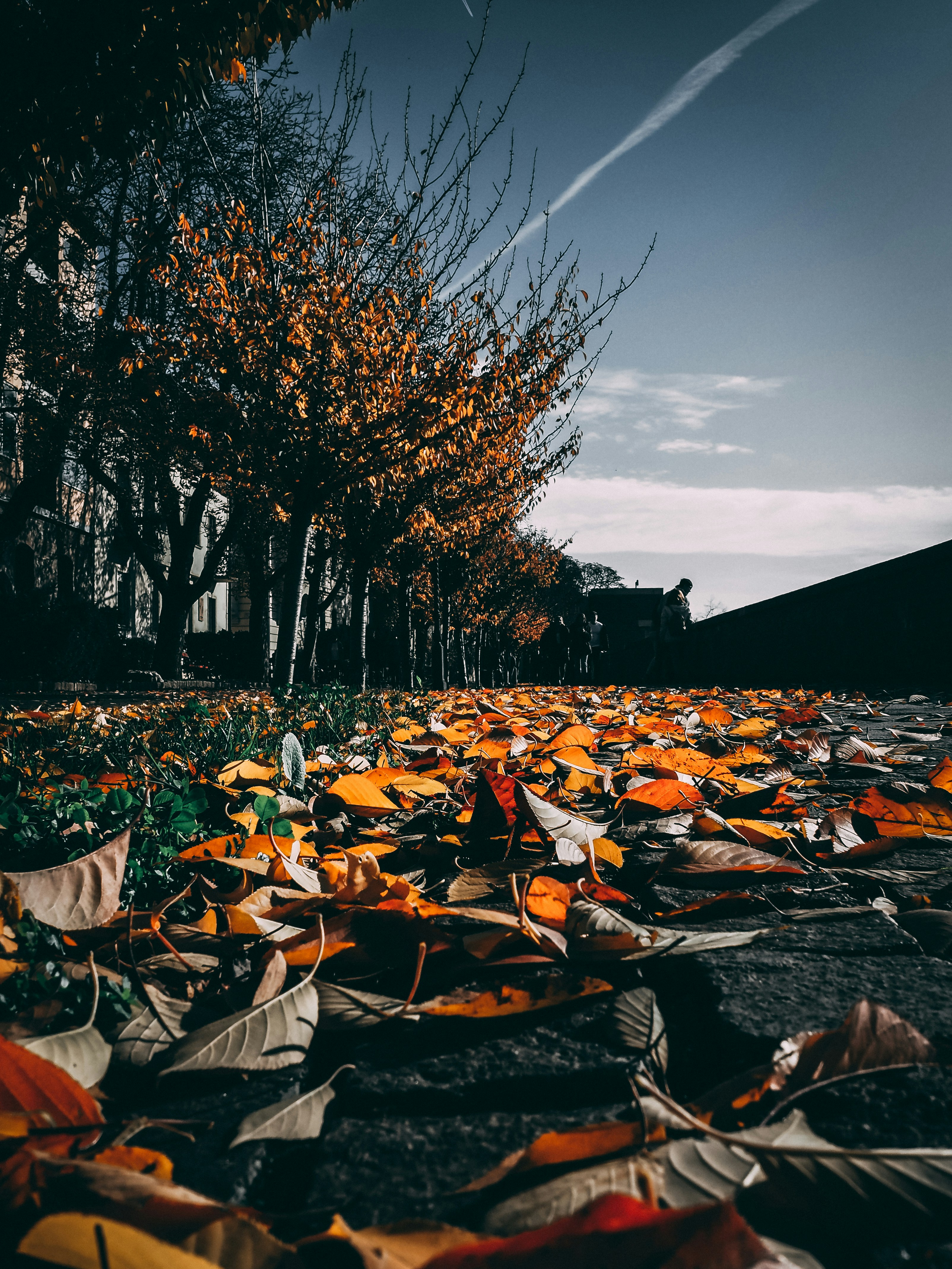 Leaves blanket the path in warm autumn tones, with trees lining the edge and a distant figure near the center under a clear sky.