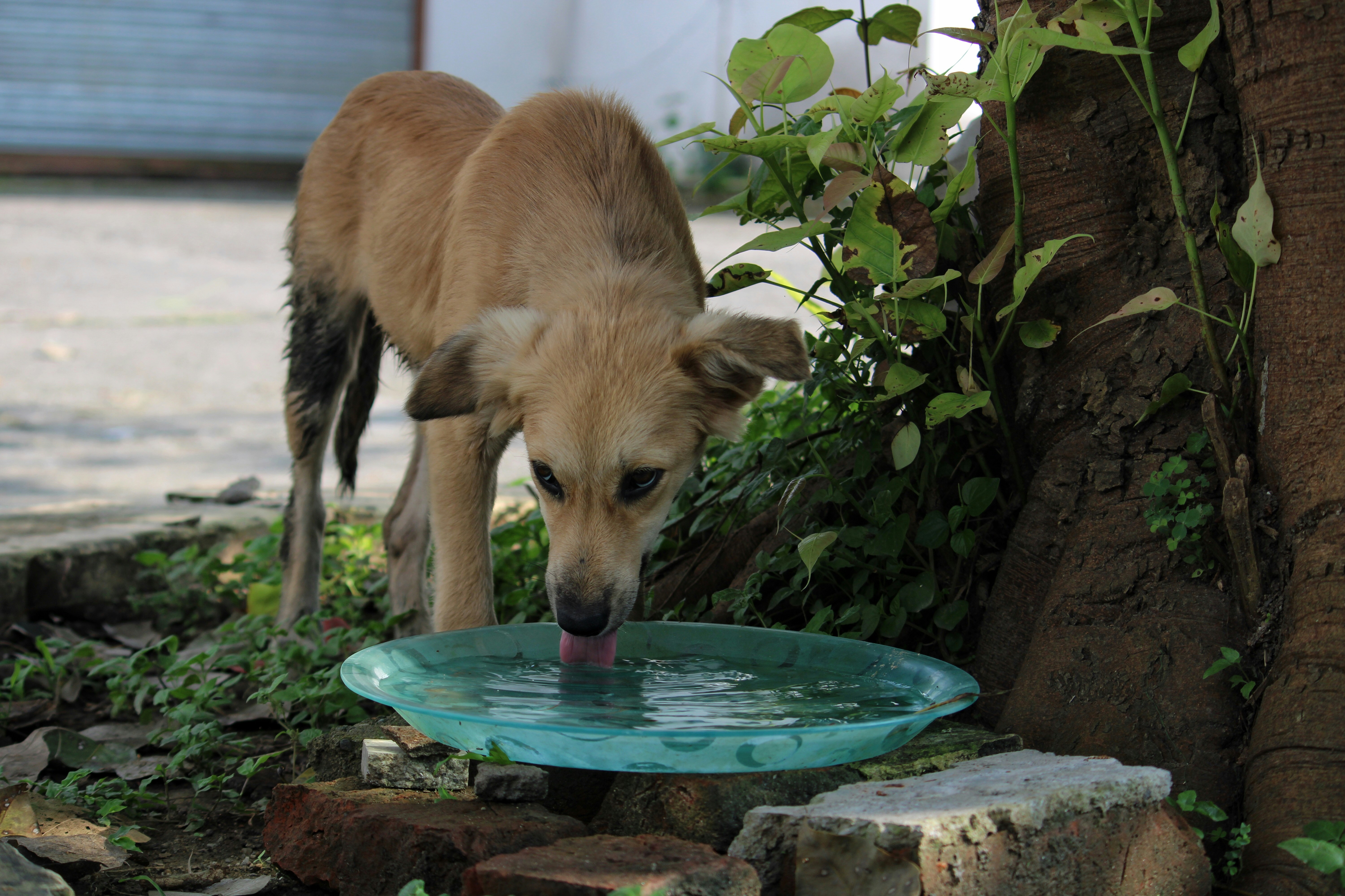 brown short coated dog on blue round plastic basin