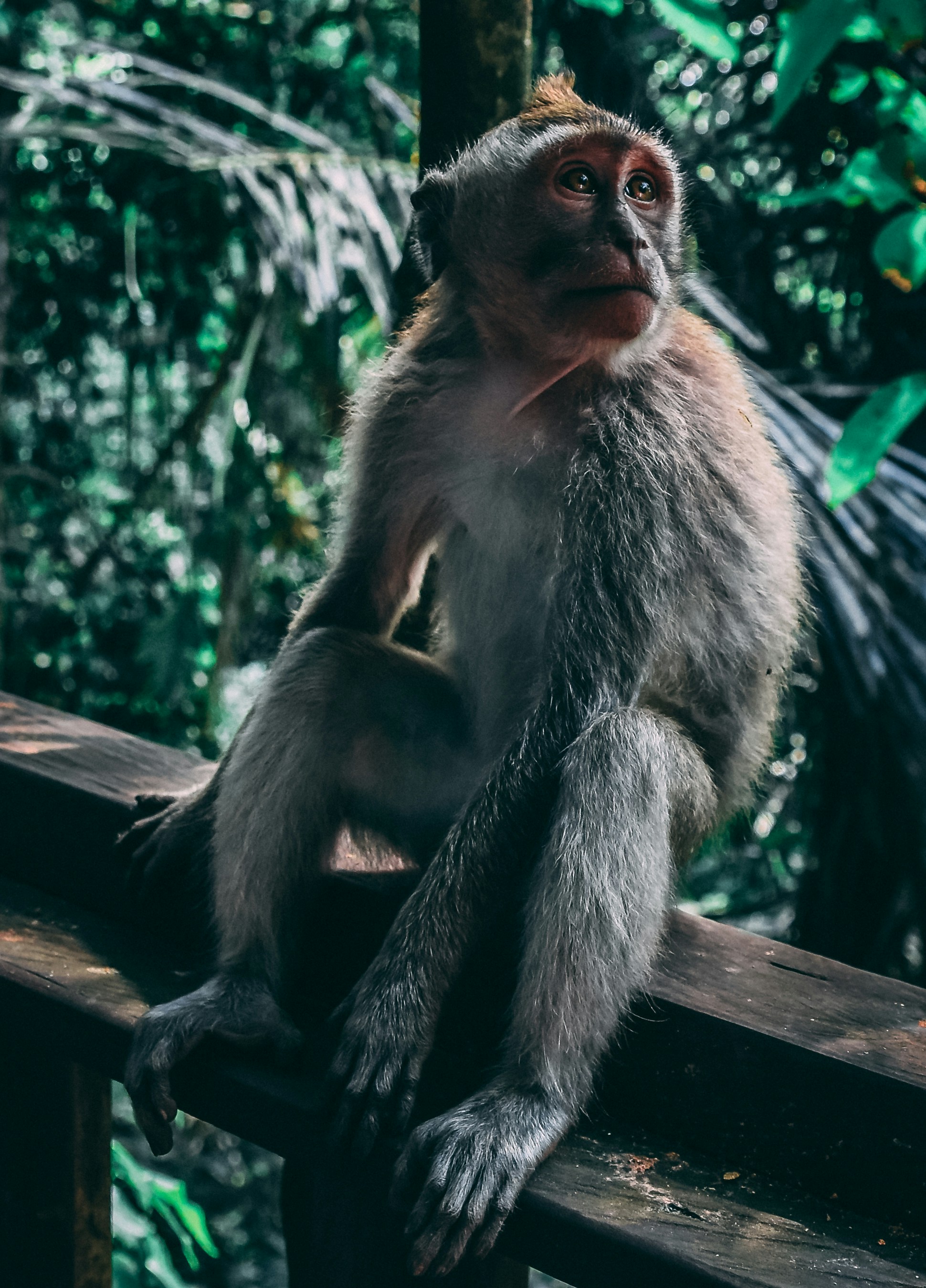 A monkey perched on a wooden railing, gazing thoughtfully amidst a vibrant tropical backdrop.