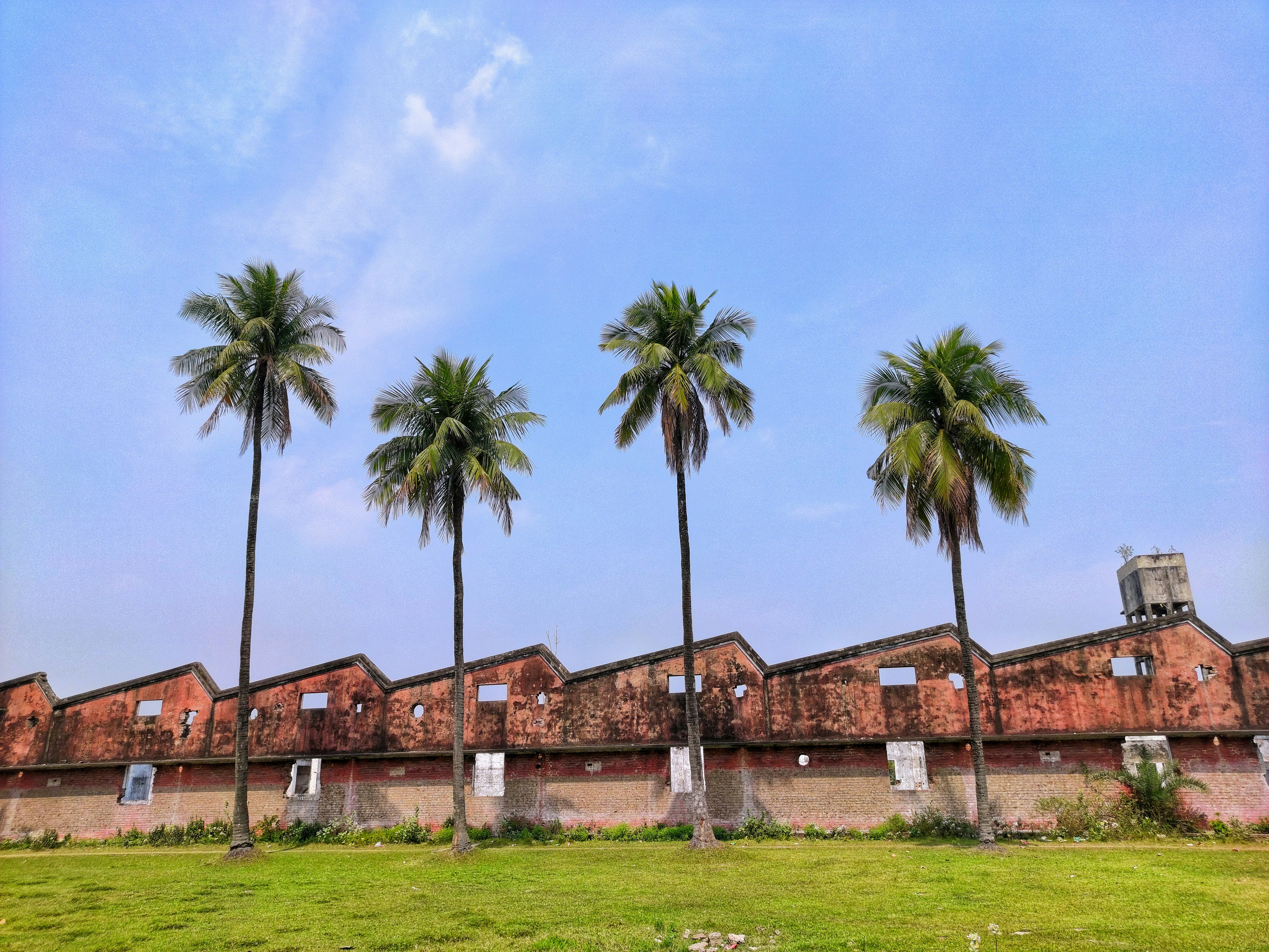 Five tall palm trees stand aligned behind a row of rustic brick buildings under a clear blue sky.