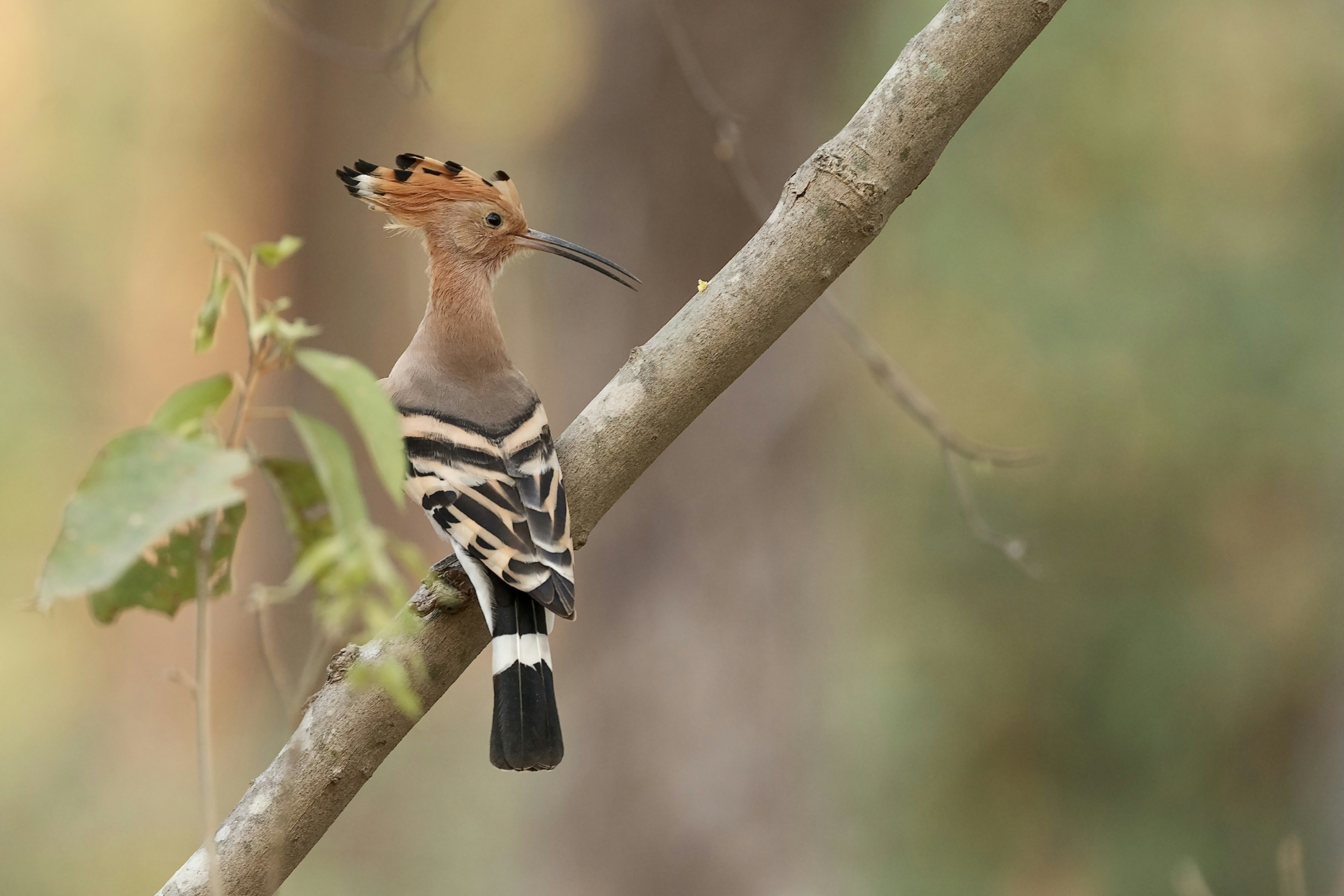A hoopoe perched gracefully on a branch, showcasing its distinctive crest and striking plumage against a softly blurred backdrop.