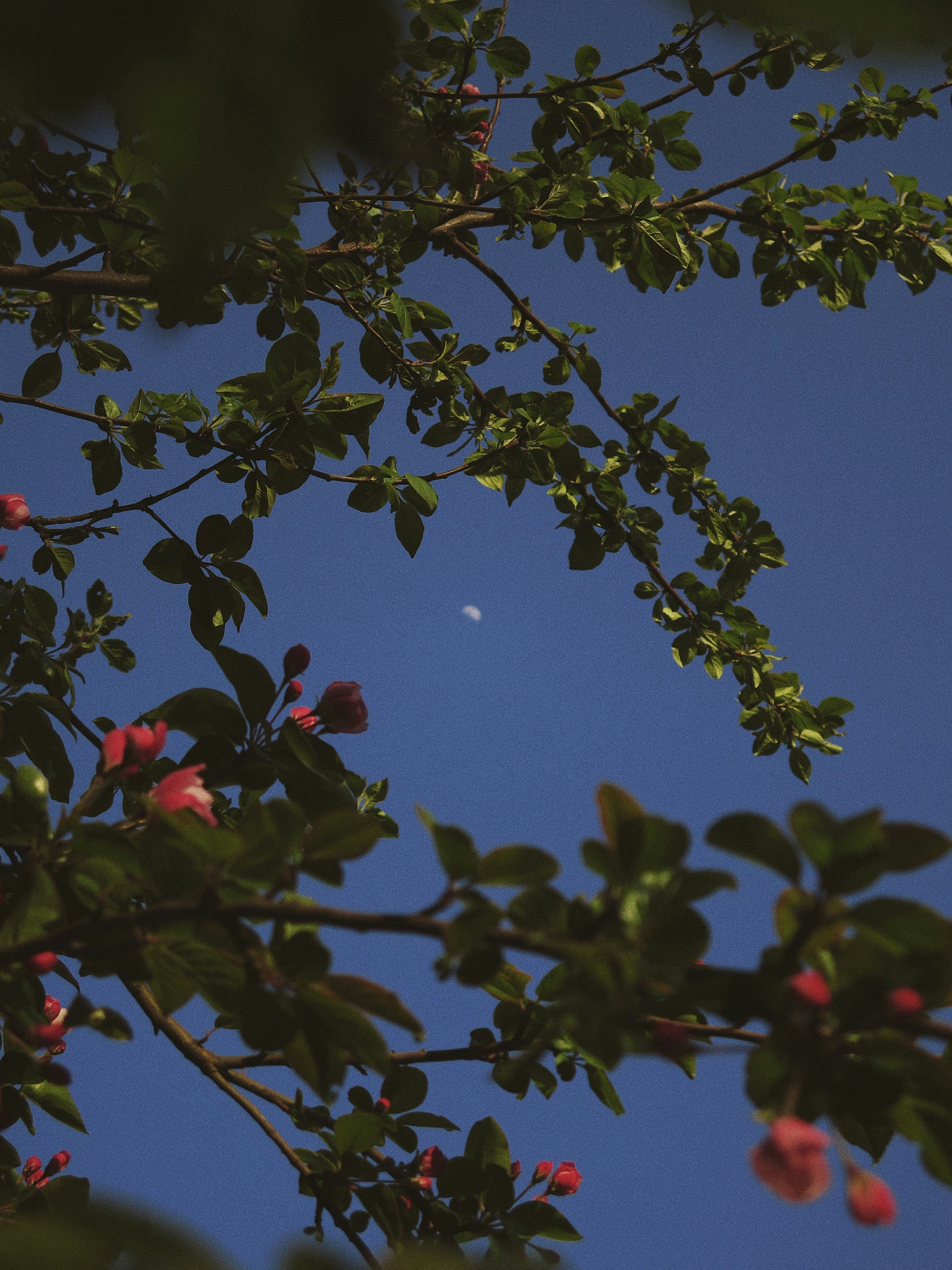 Green tree with red fruits photo – Free Blue Image on Unsplash