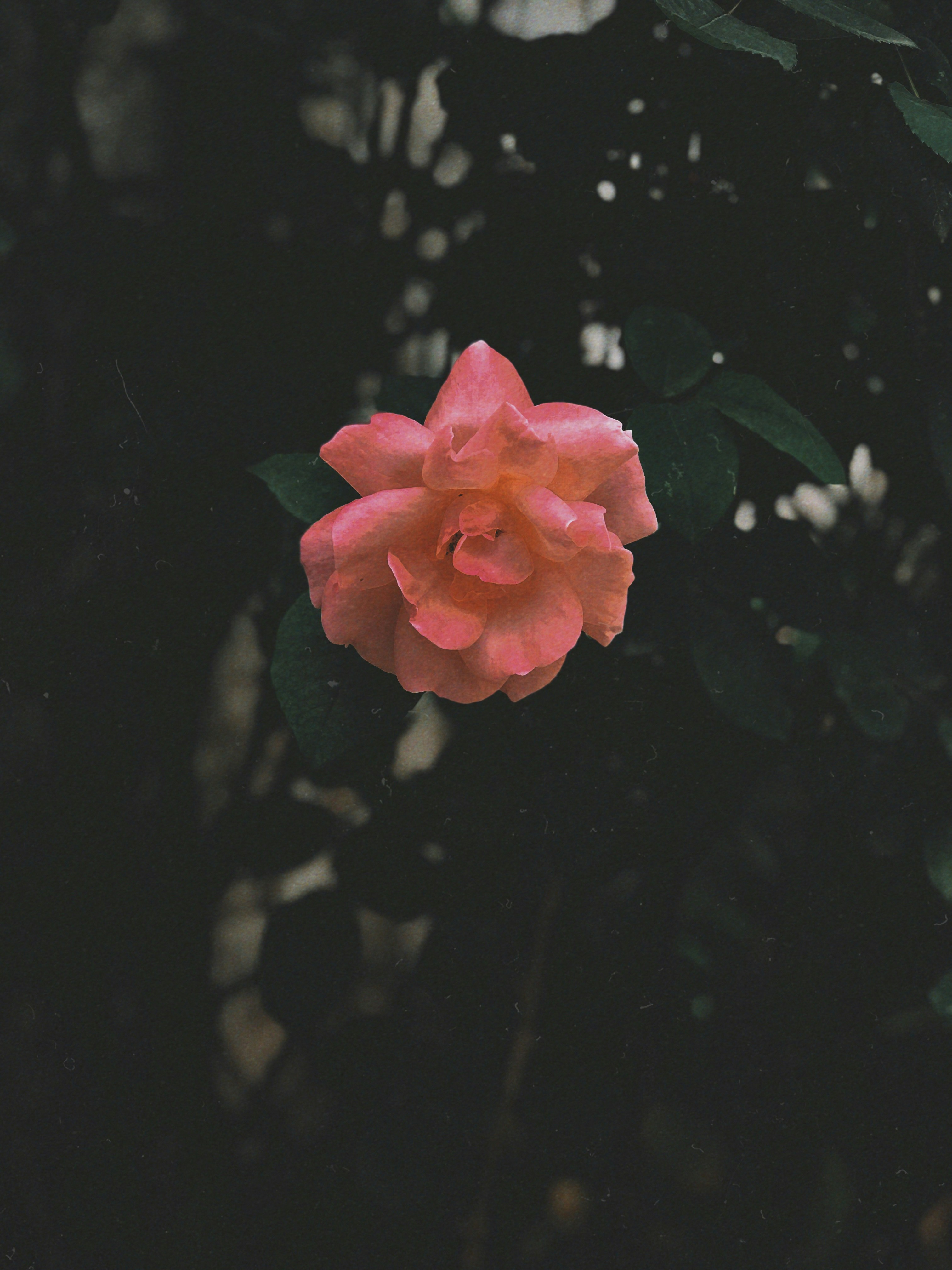 Vibrant pink rose surrounded by dark green foliage, showcasing the delicate layers of its petals.