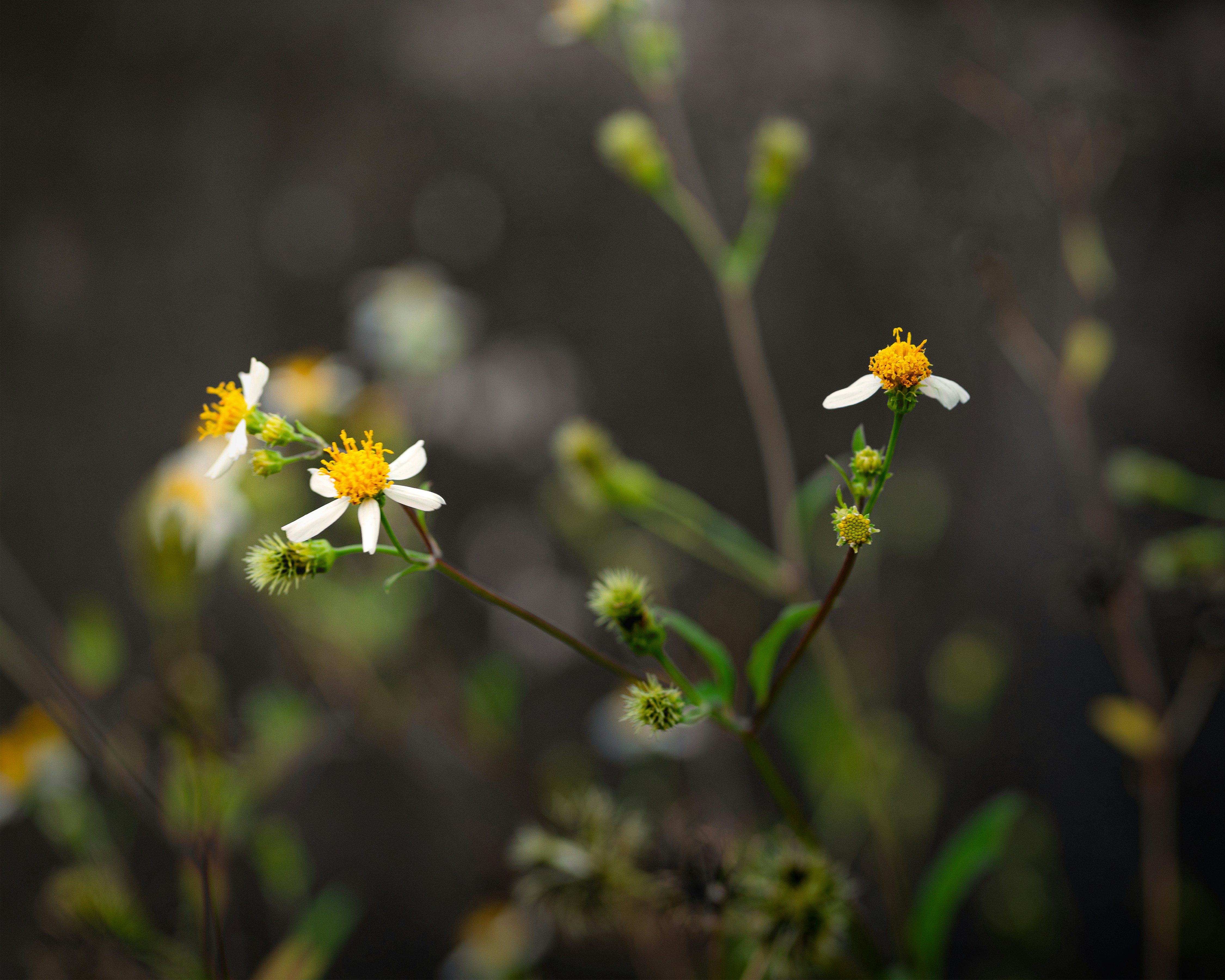 Delicate wildflowers bloom against a softly blurred background, showcasing intricate details and vibrant colors.