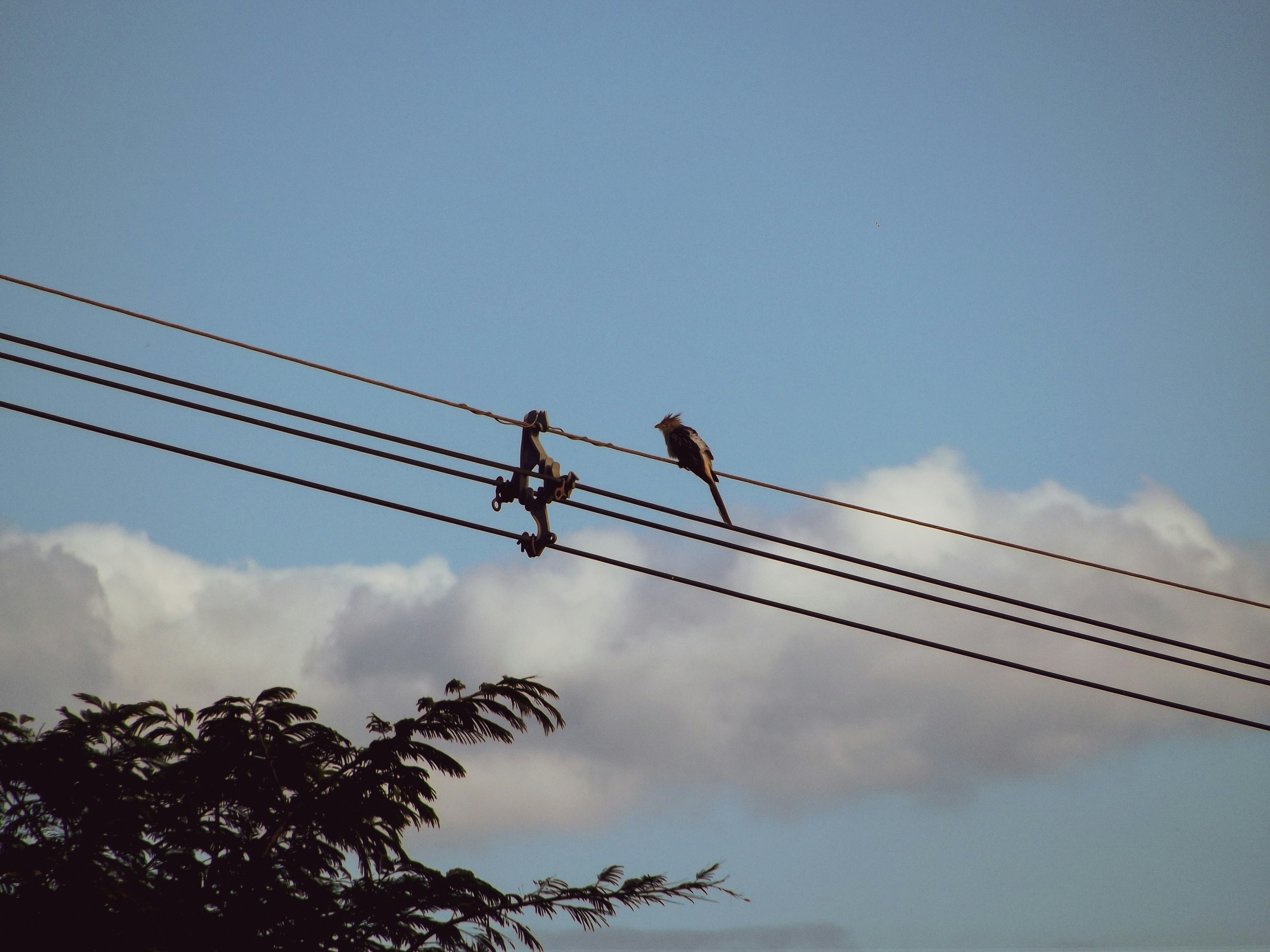 Brown bird on electric wire during daytime photo – Free Bird Image on ...
