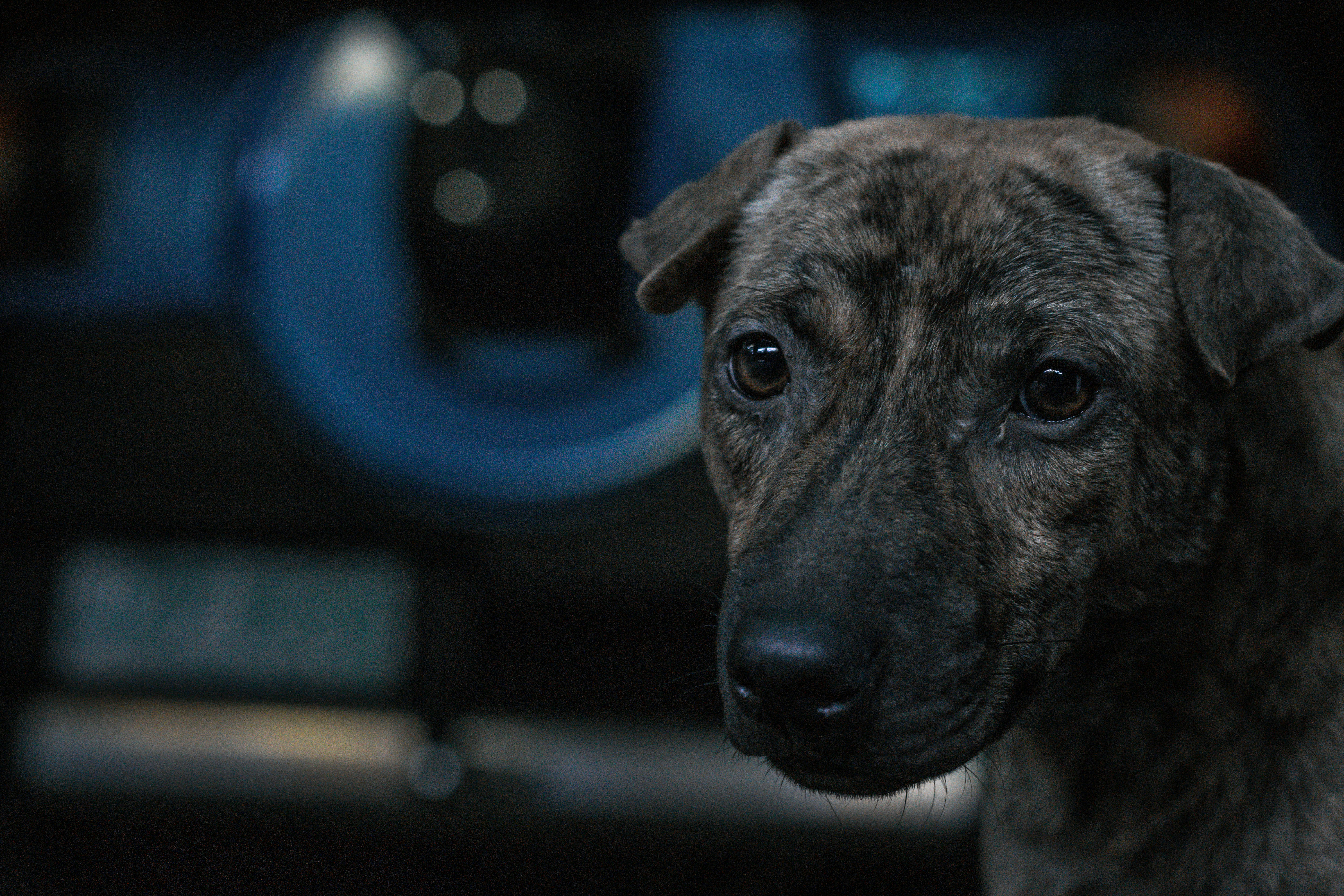 Brindle Gaze in the Garage: A Quiet Portrait of Curiosity