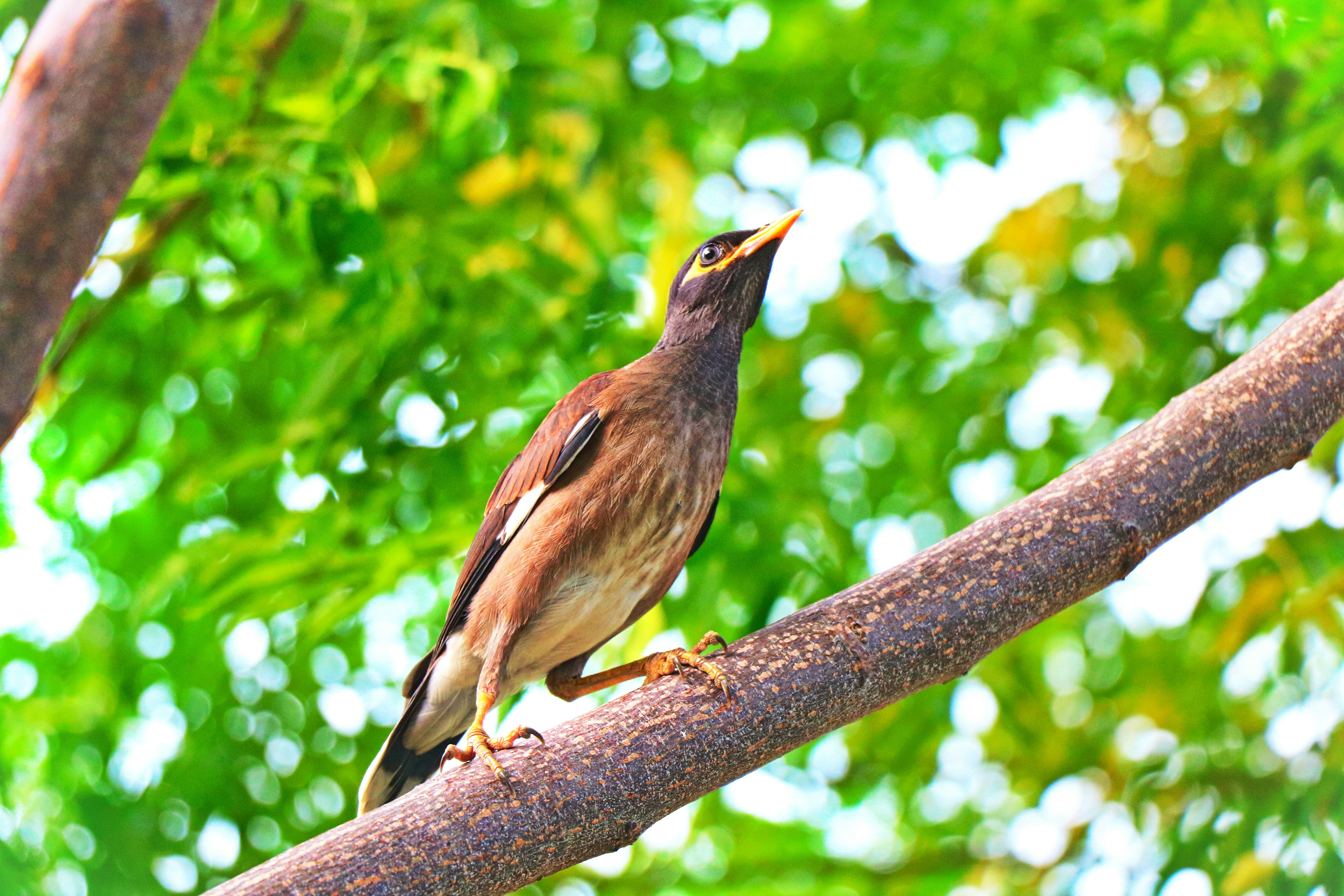 Sunlit Songbird on a Mossy Branch