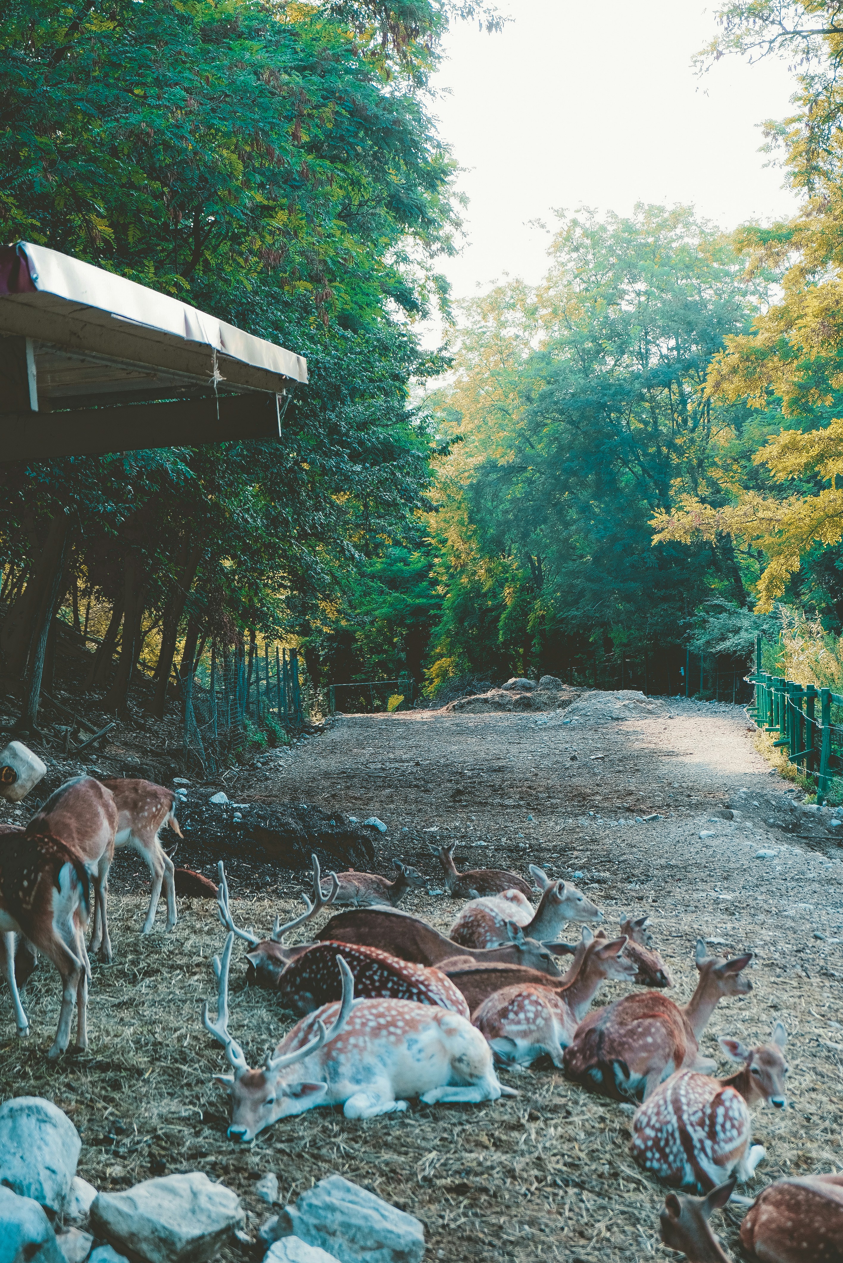 Sunlit Rest: A Herd Lounges Along a Forest Path