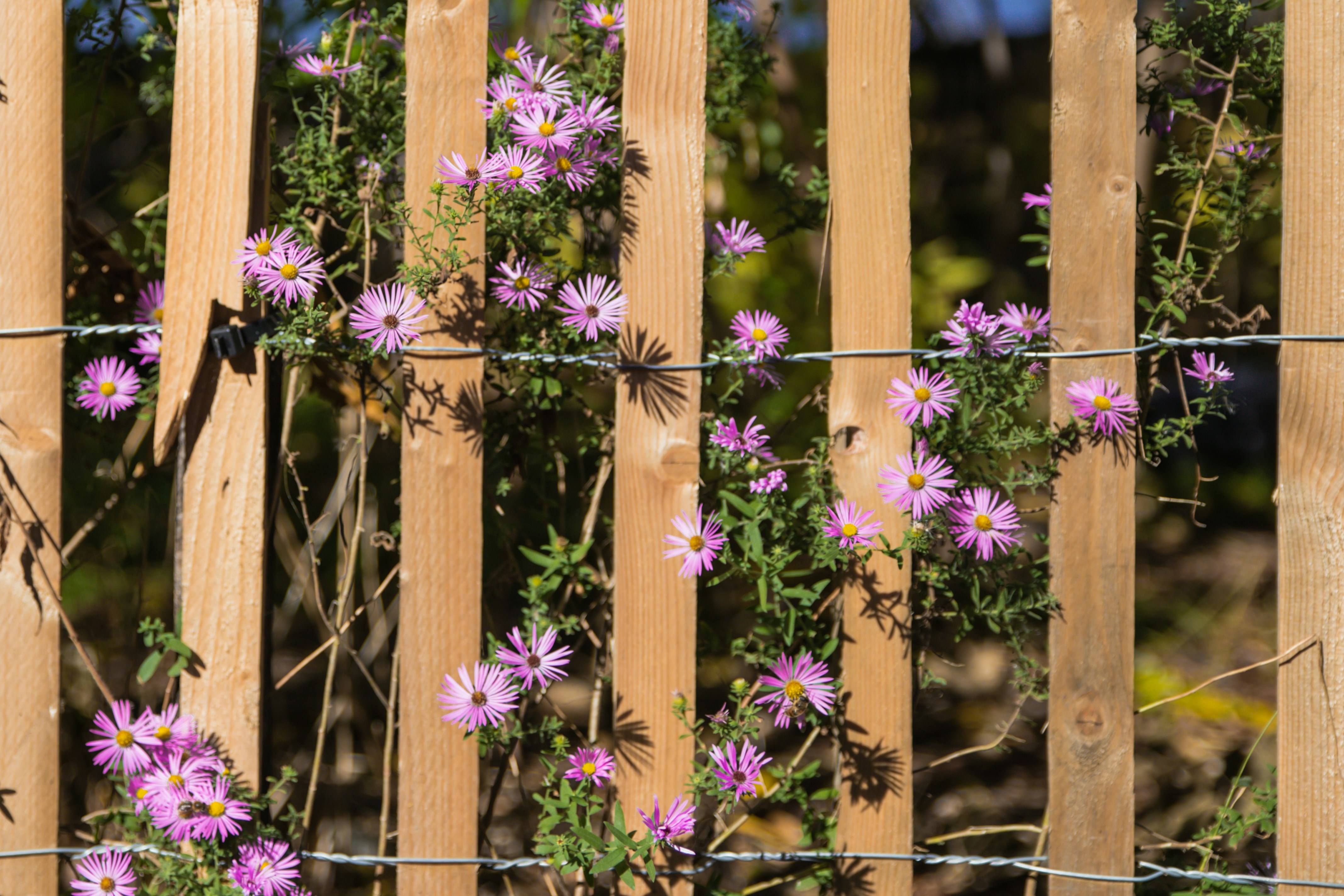 Sunlit lilac climbers threading a wooden lattice