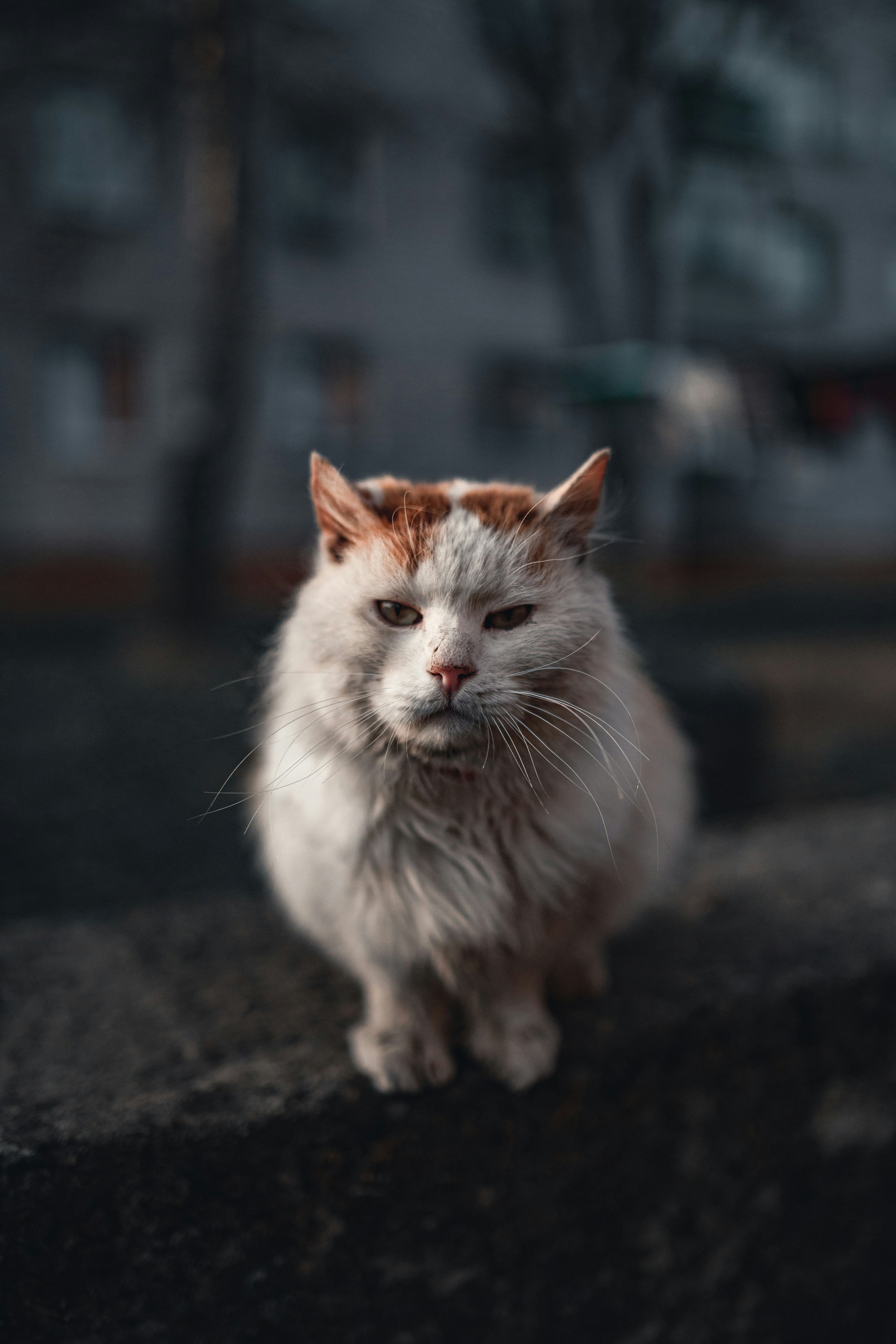 A scruffy cat with orange and white fur sits on a stone ledge, gazing intently at the viewer, with a blurred urban backdrop hinting at its surroundings.