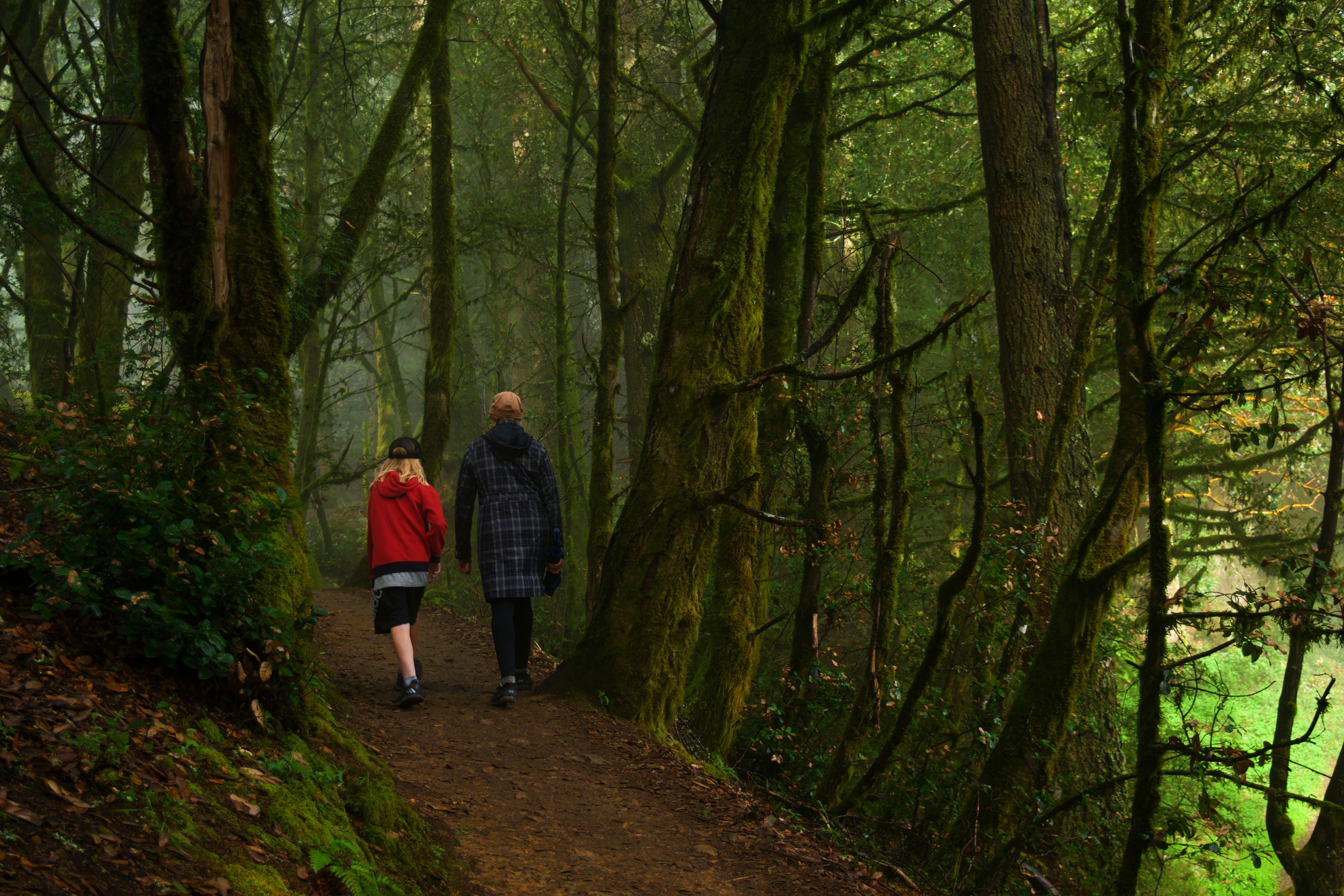 Two figures walking along a winding trail in a lush, misty forest, surrounded by towering trees and vibrant greenery.