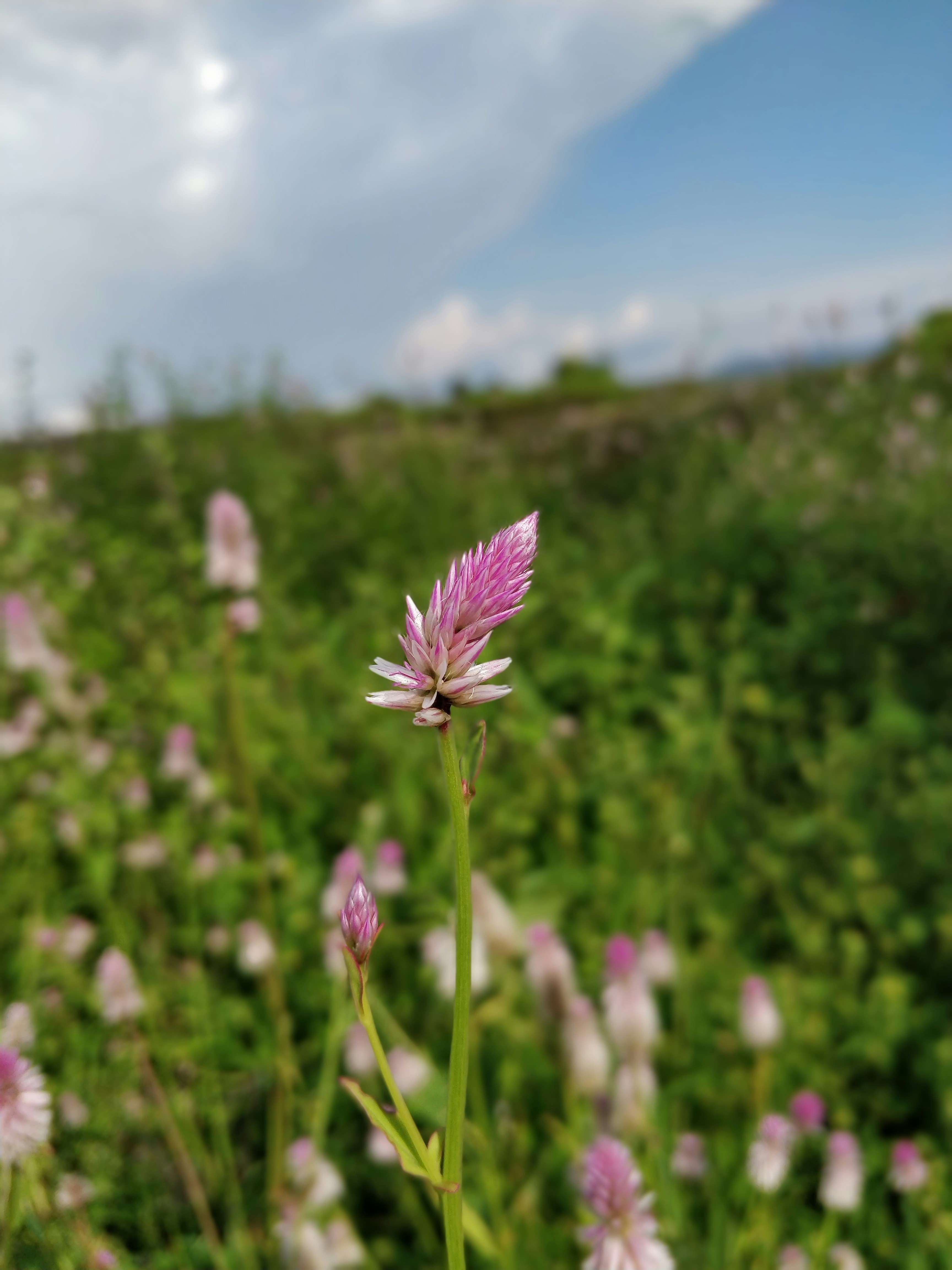 Solitary Blossom in a Verdant Field