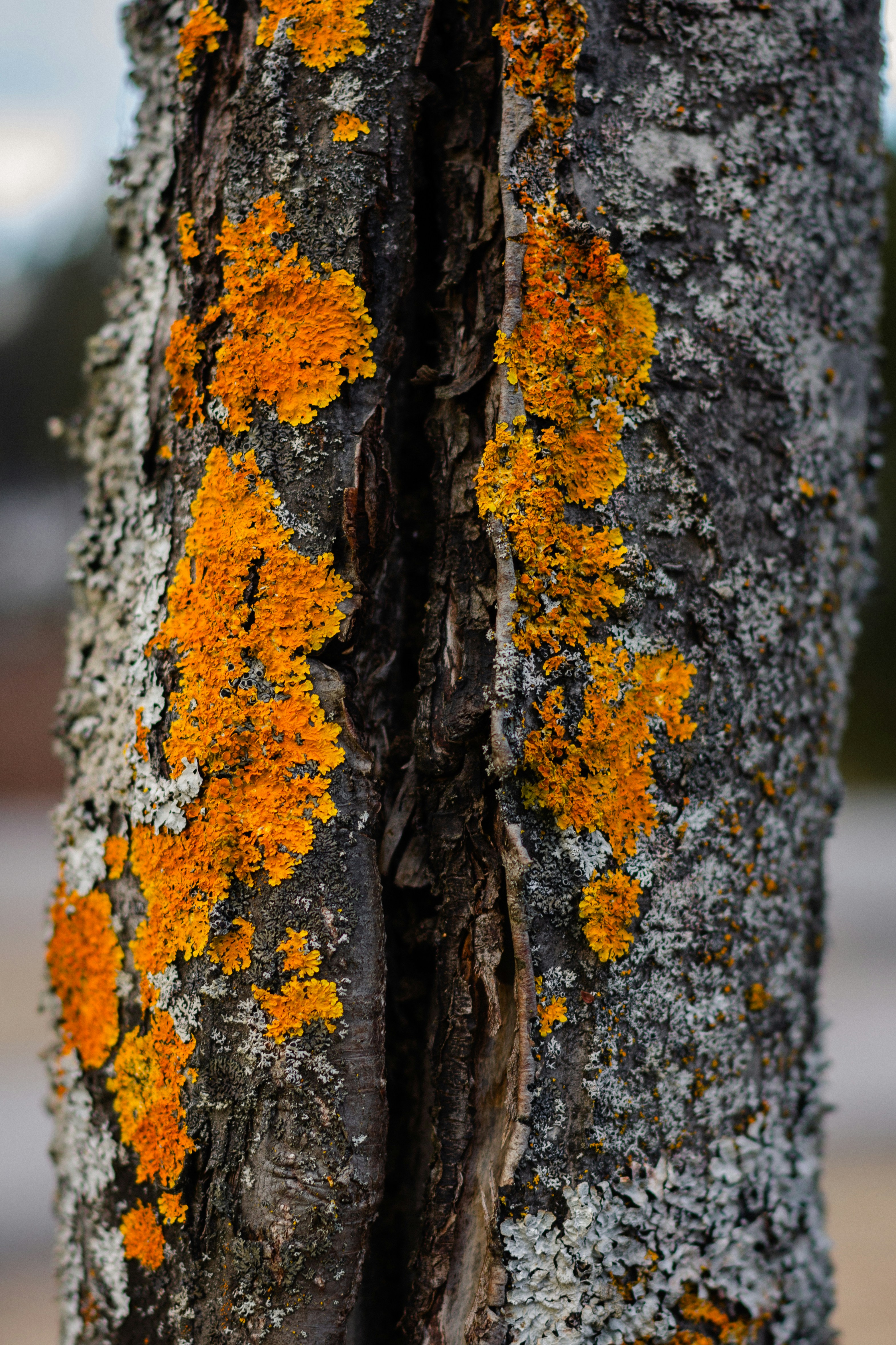Amber Patches on Bark: A Close Encounter with Lichen and Texture