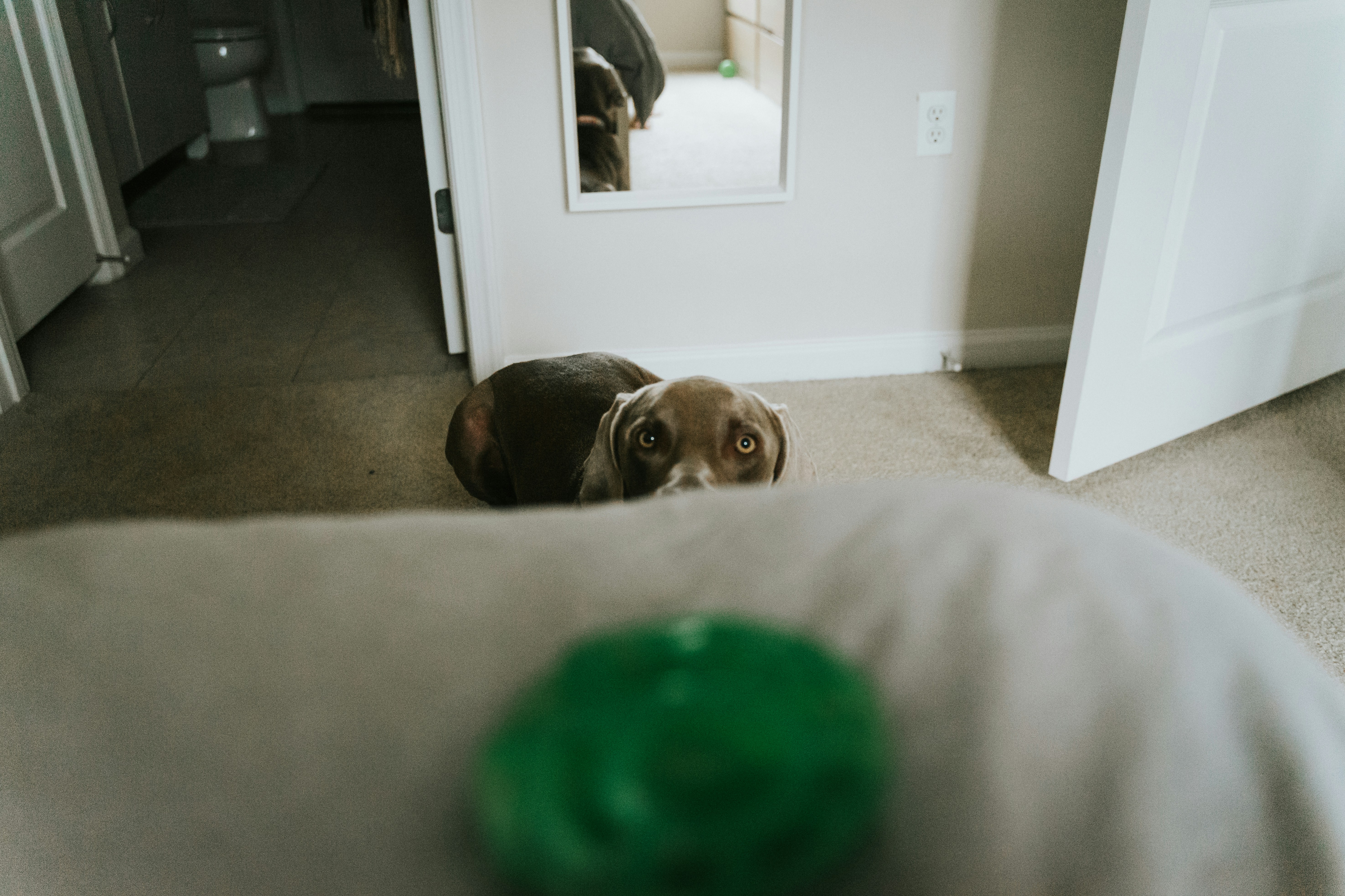 Doorway Stare: A Curious Pup Peers Over the Bedroom Threshold