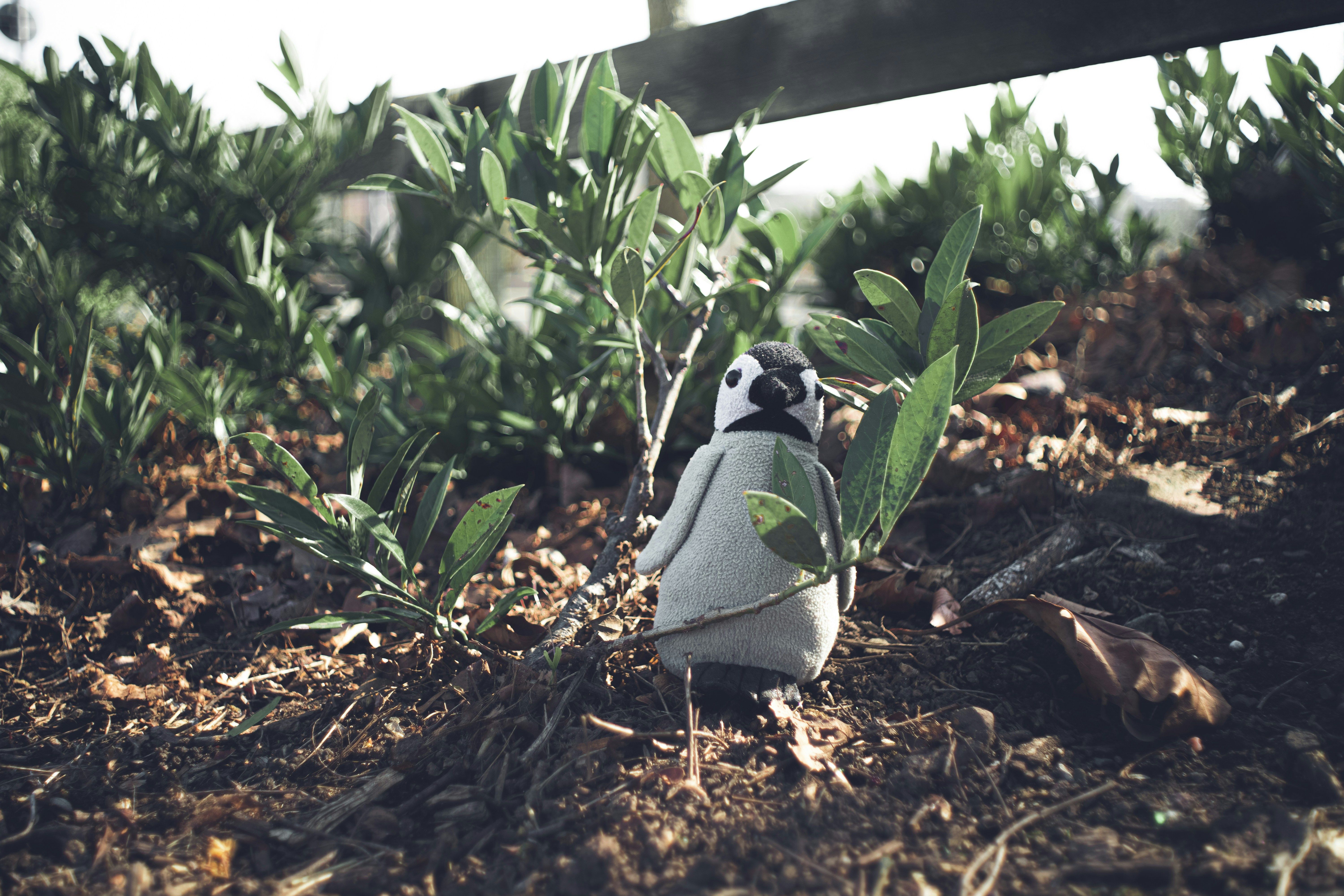 white and black penguin figurine on brown soil