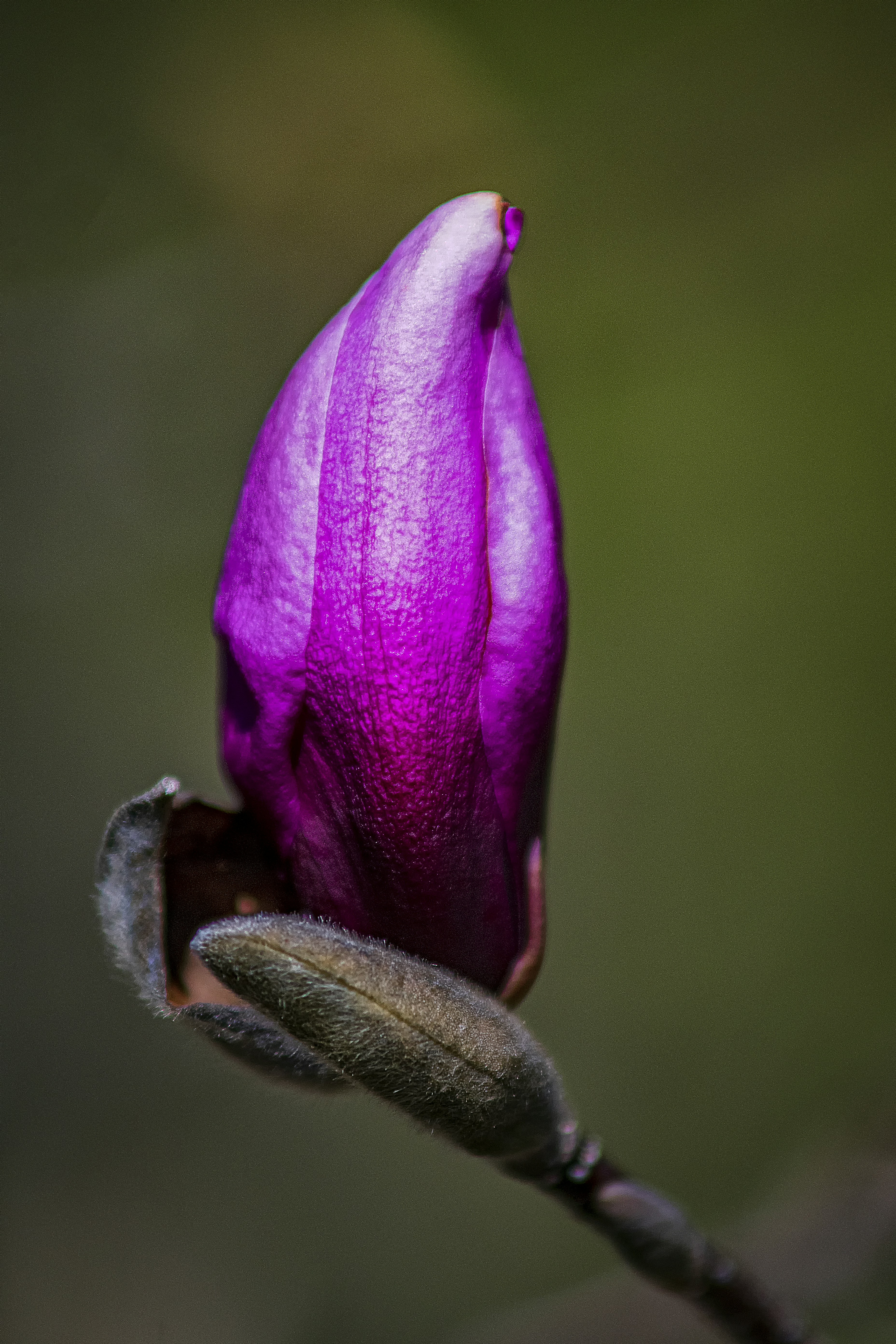 Capullo de flor púrpura en macro shot foto – Imagen de Violeta gratuita ...