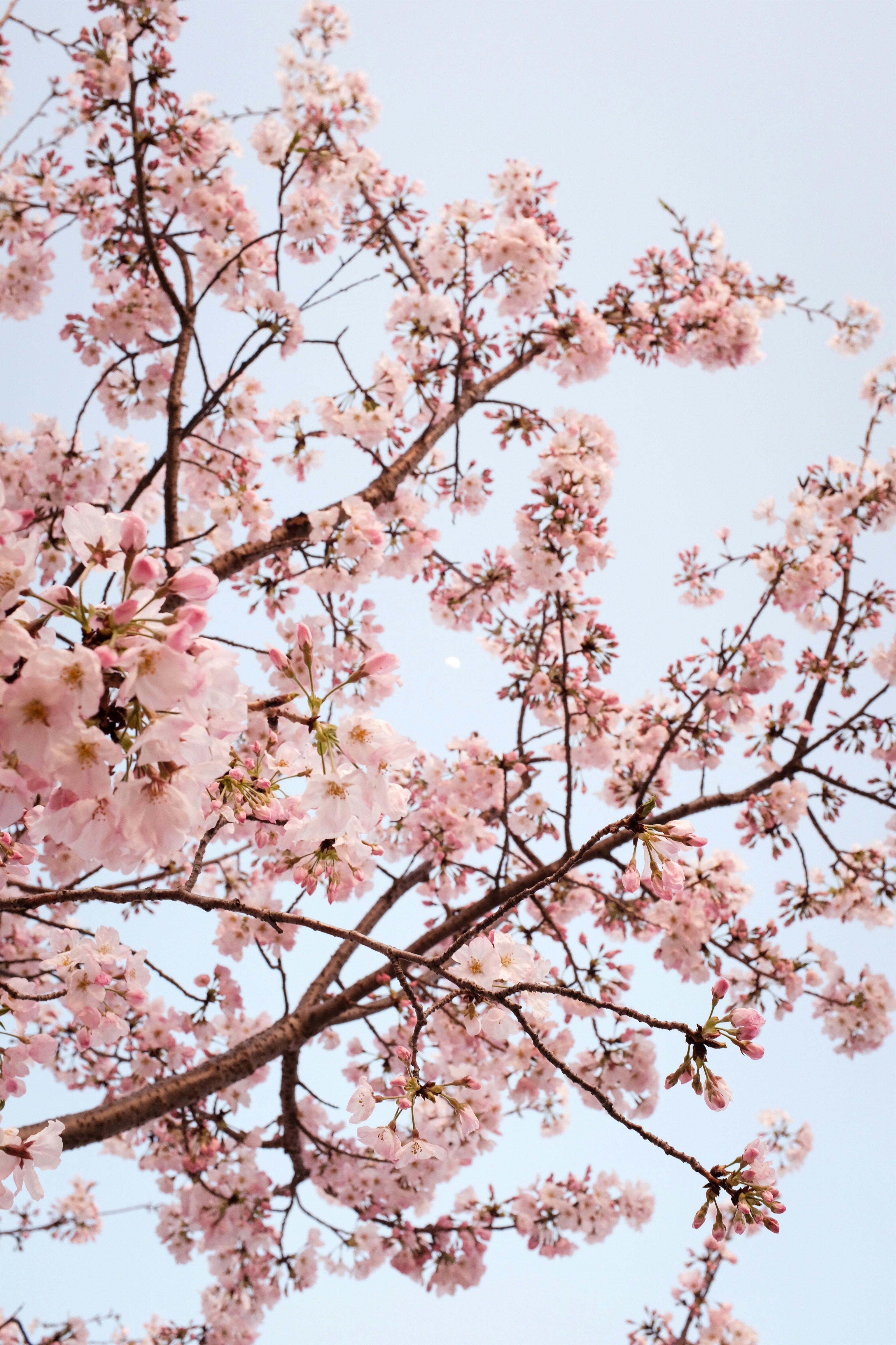 White cherry blossom tree under blue sky during daytime photo – Free ...