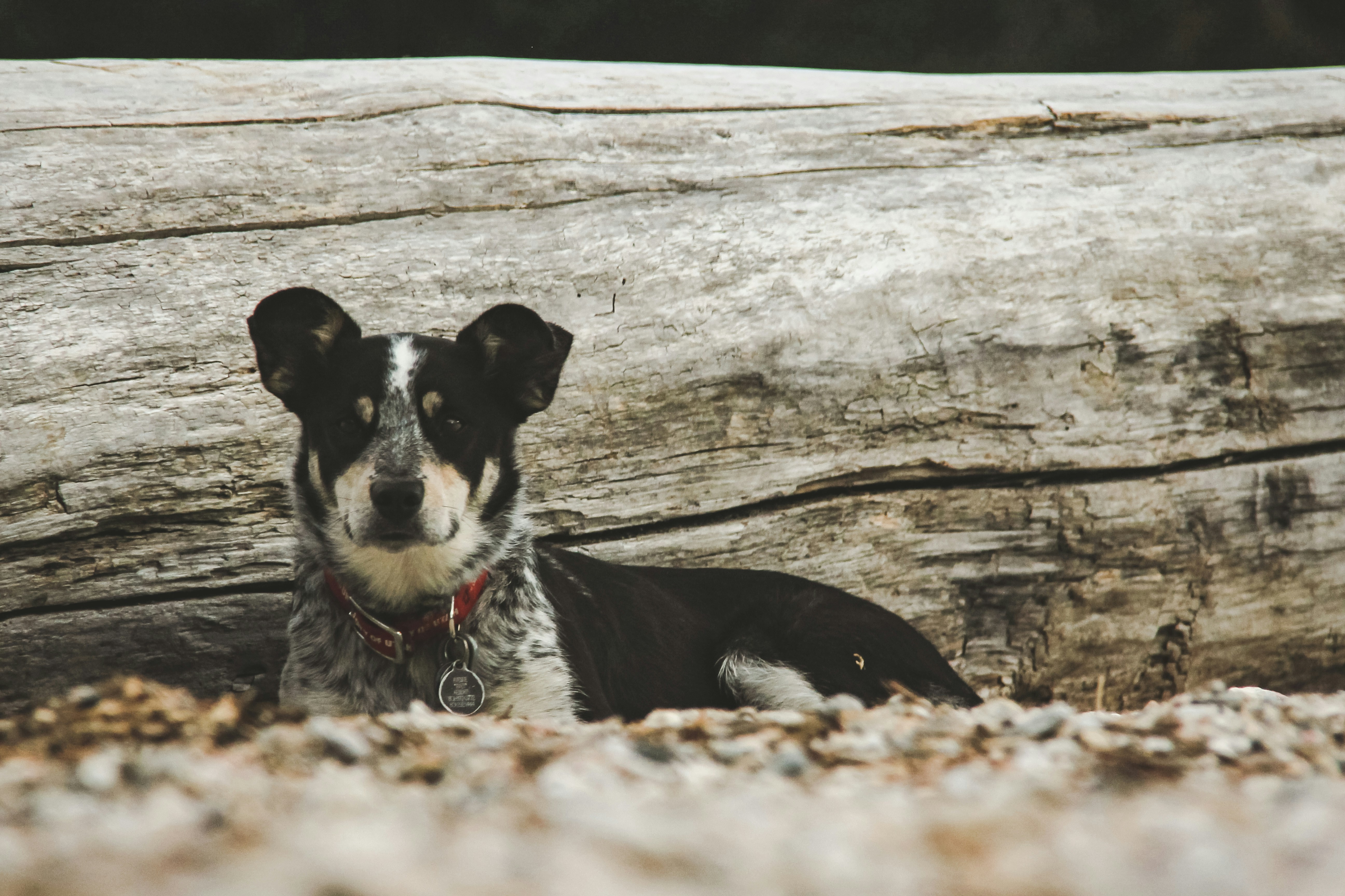 Under Weathered Driftwood: A Black-and-White Dog Pauses on Pebbled Ground