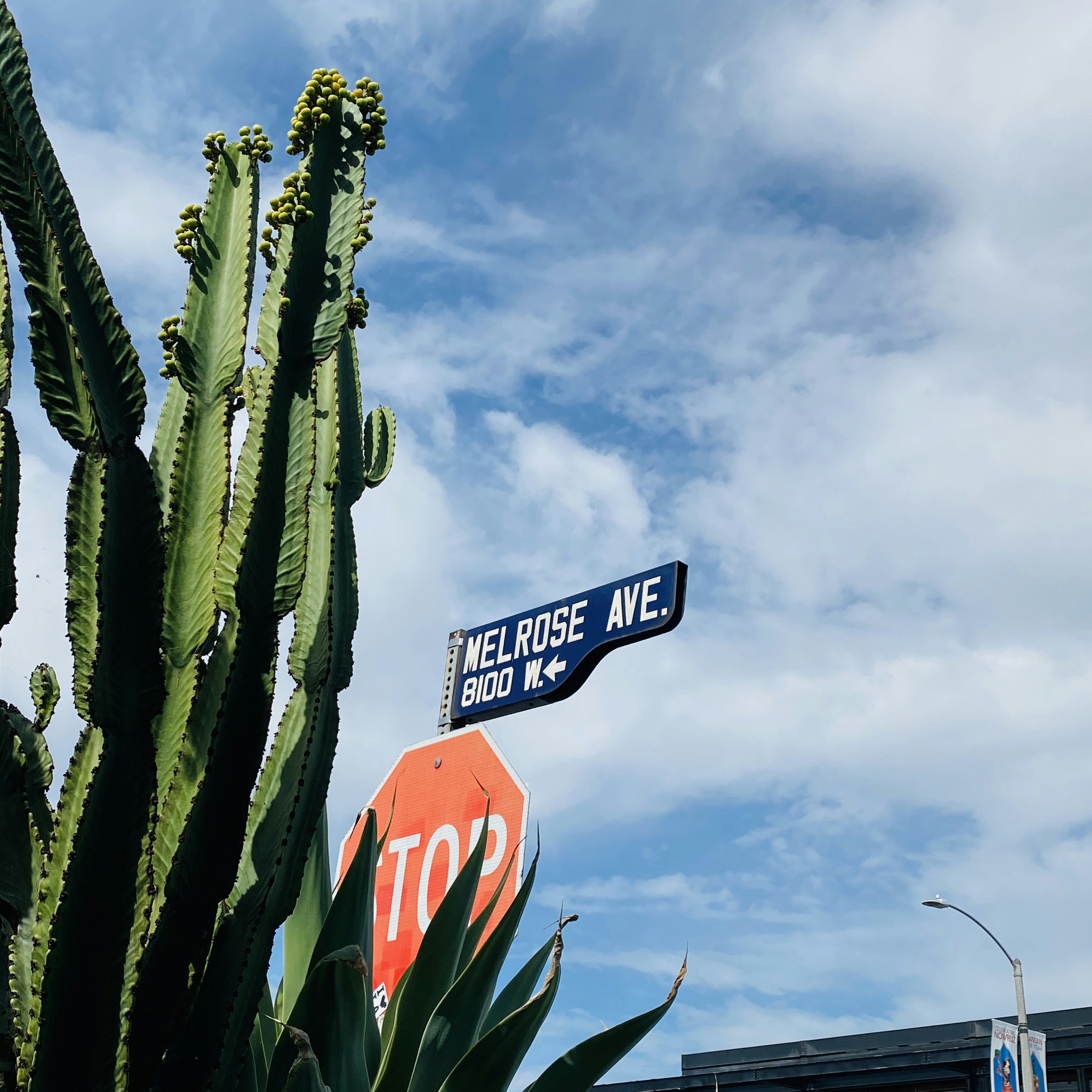 Cactus Sentinel Meets Street Sign at a Sunny Corner