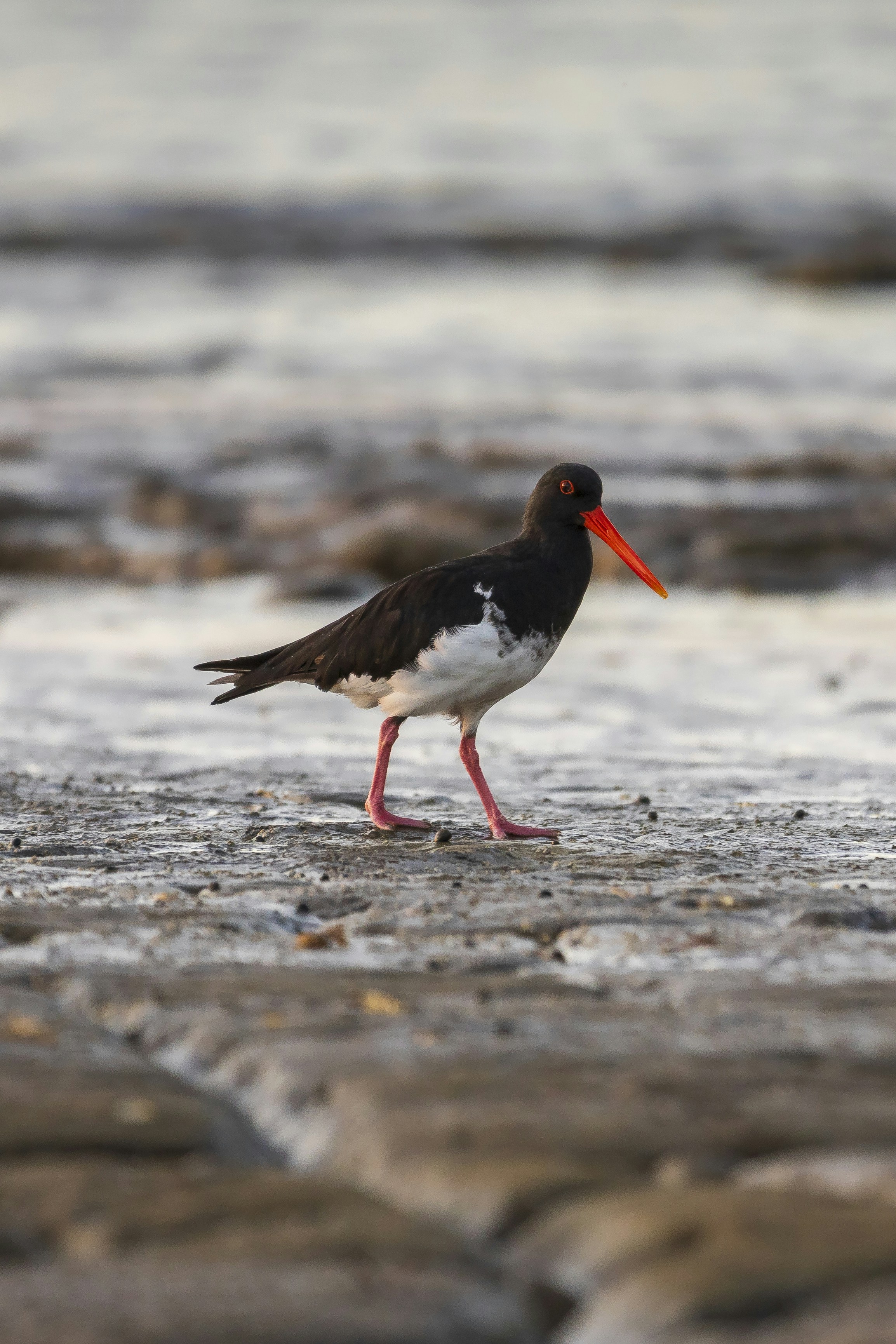 Black and white bird on beach shore during daytime photo – Free New ...
