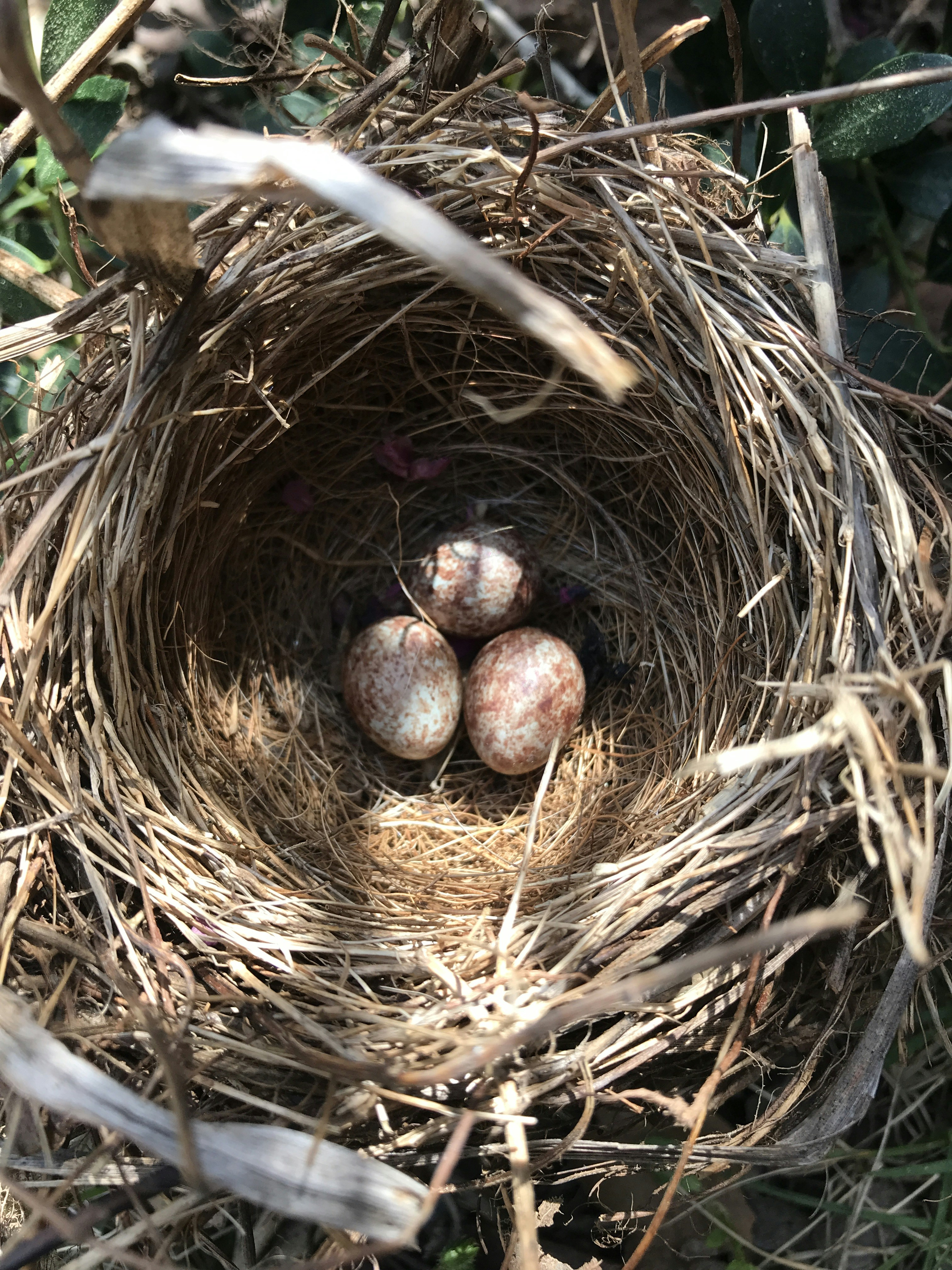 Nest Pictures | Download Free Images on Unsplash