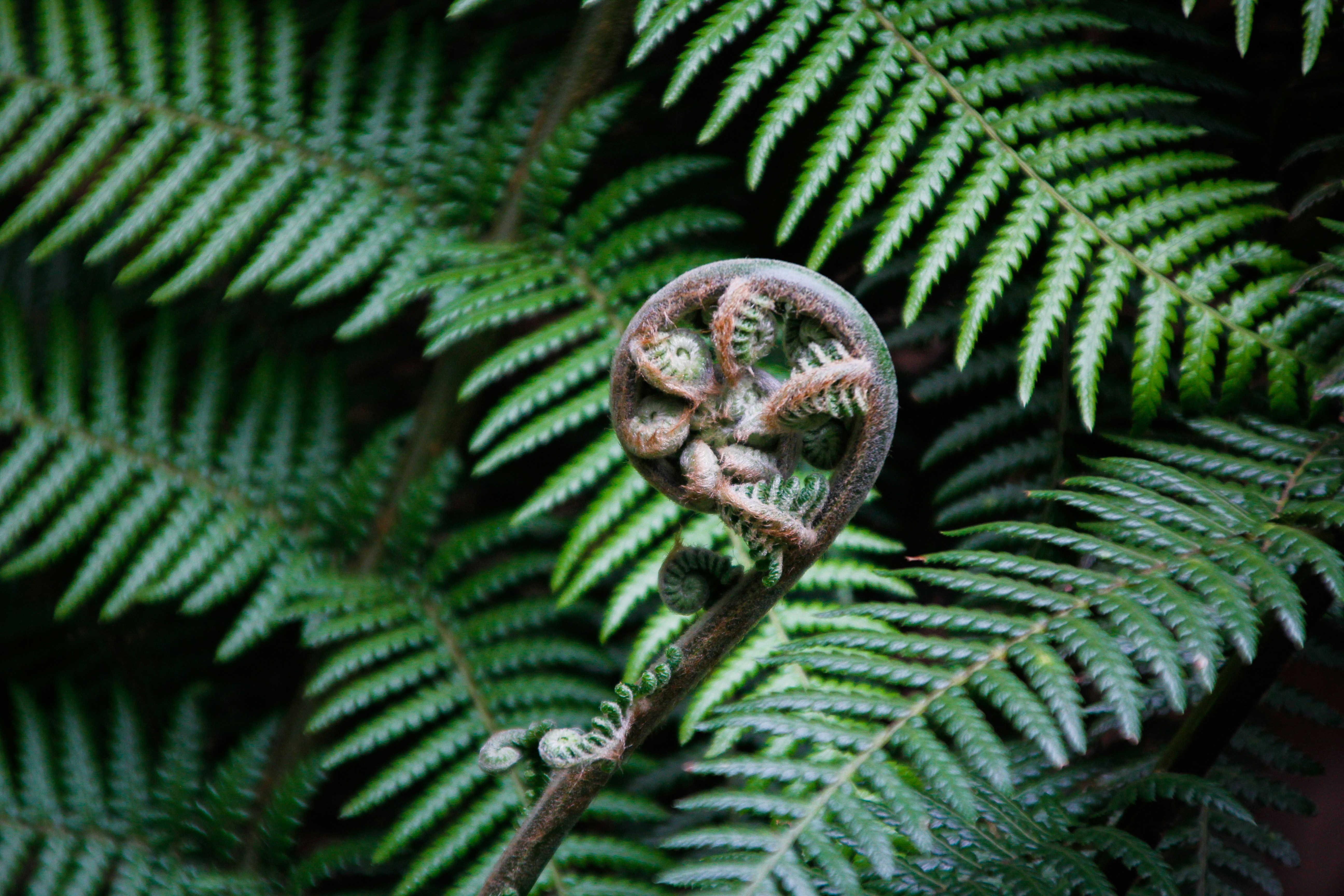 Emerald Spiral: A Fern Fiddlehead Winding Through Fronds