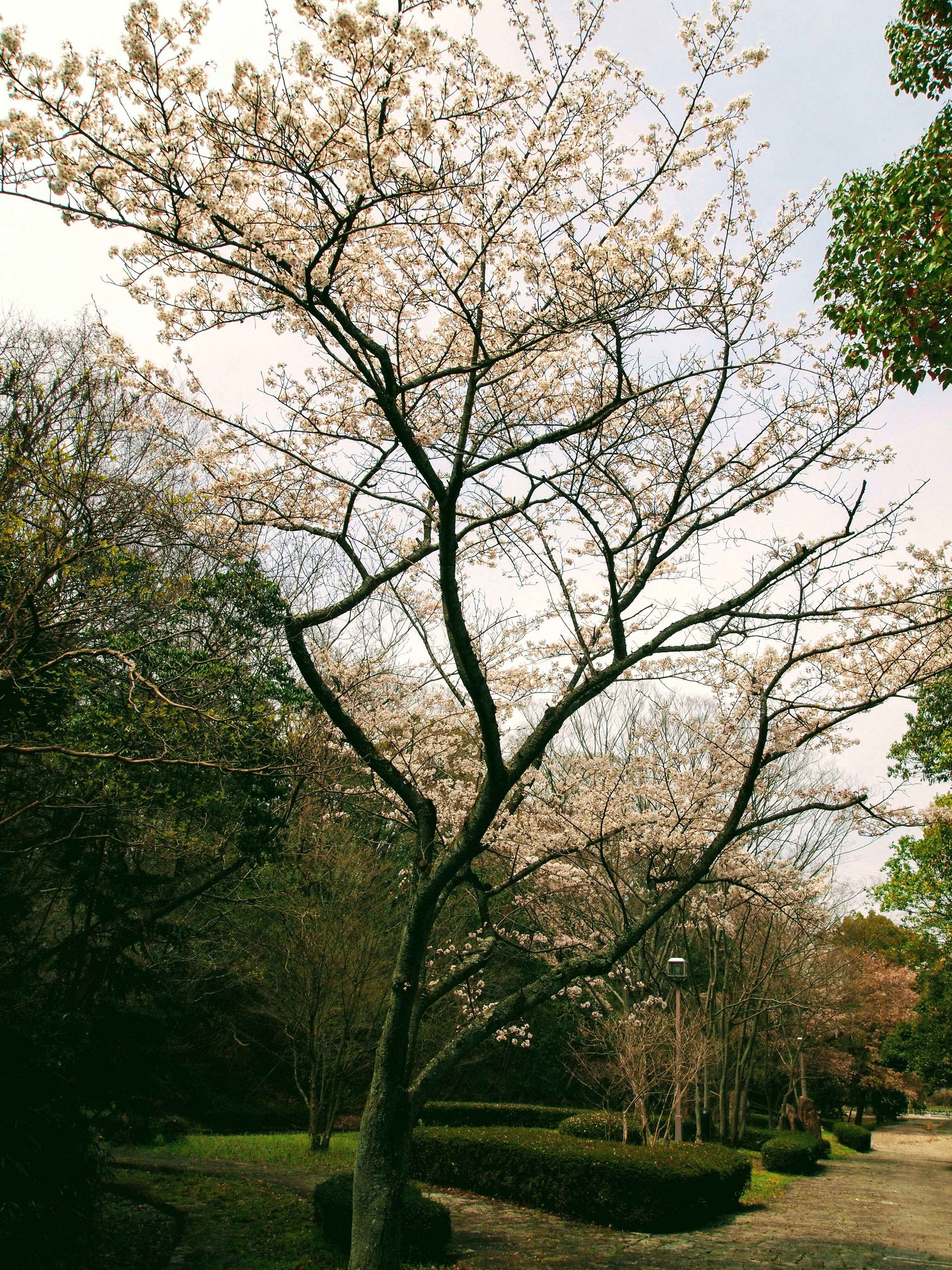 A serene park scene dominated by a blossoming tree with pale pink blooms, framed by trimmed hedges and a winding path.