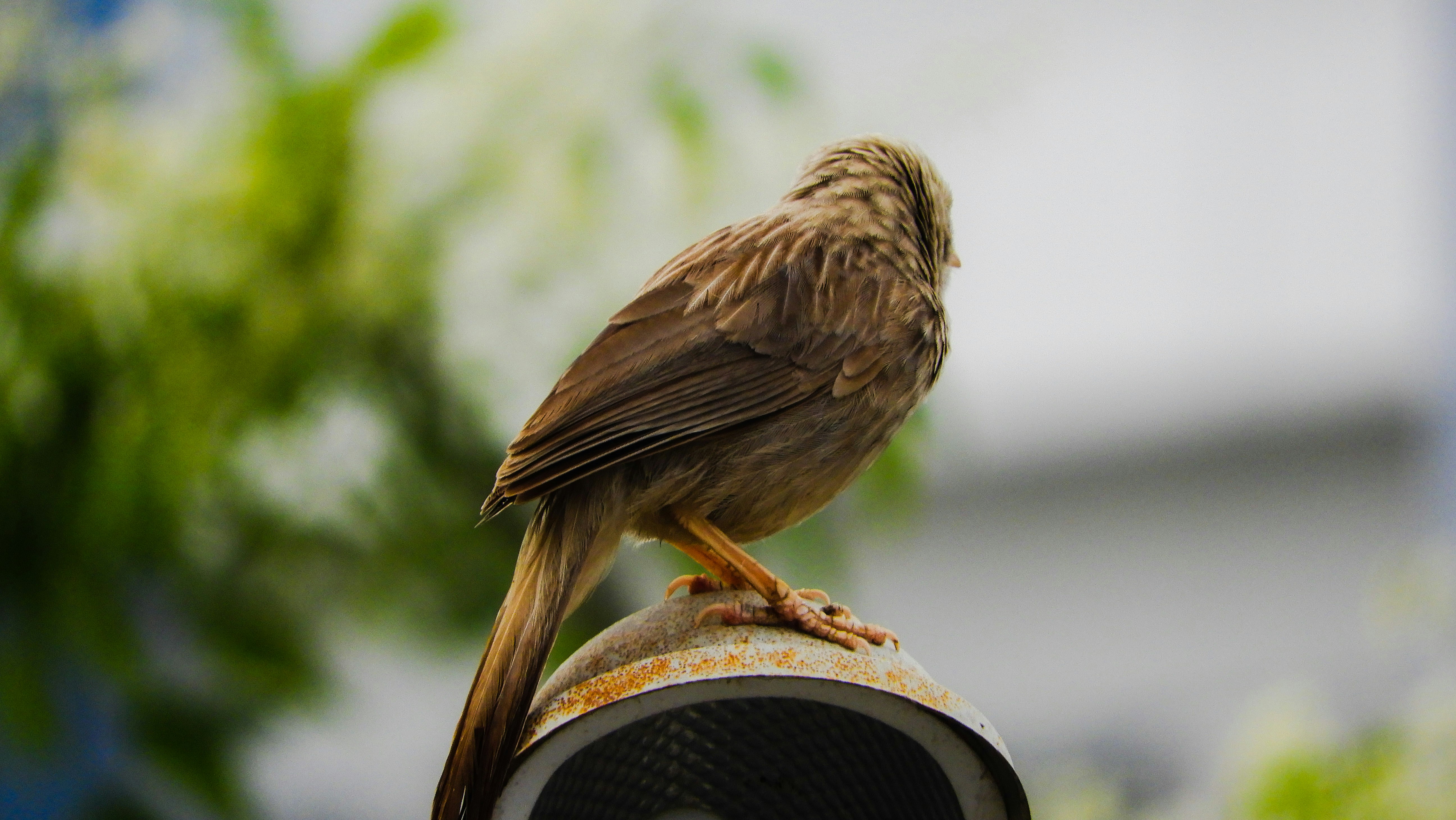 Brown Songbird Perched on a Weathered Cap Amid Soft Green Blur