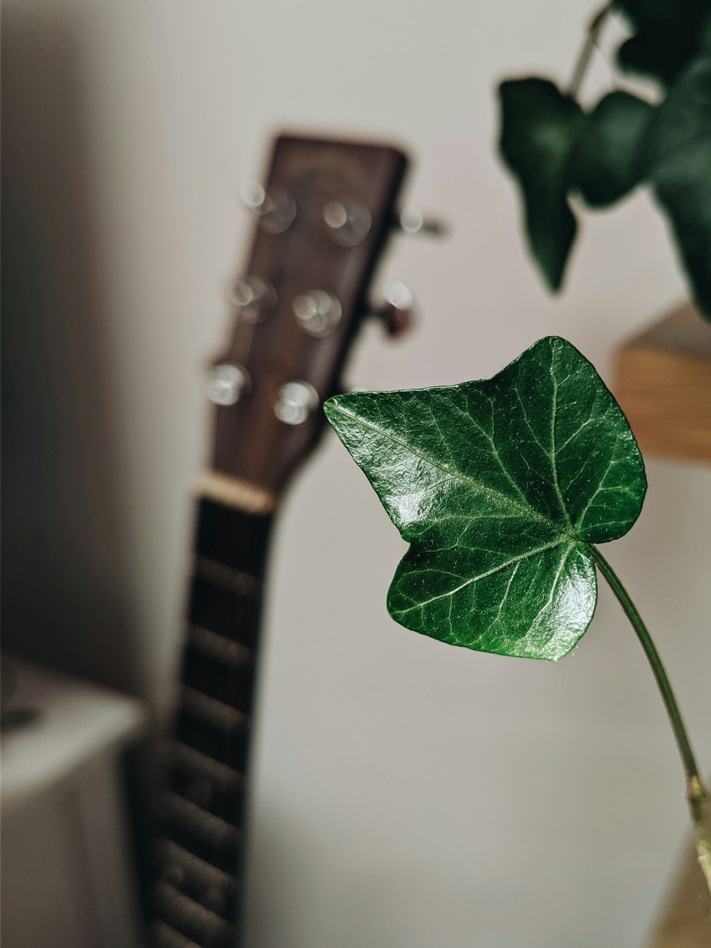Close-up of a vibrant green ivy leaf with a blurred acoustic guitar in the background, creating a serene indoor atmosphere.
