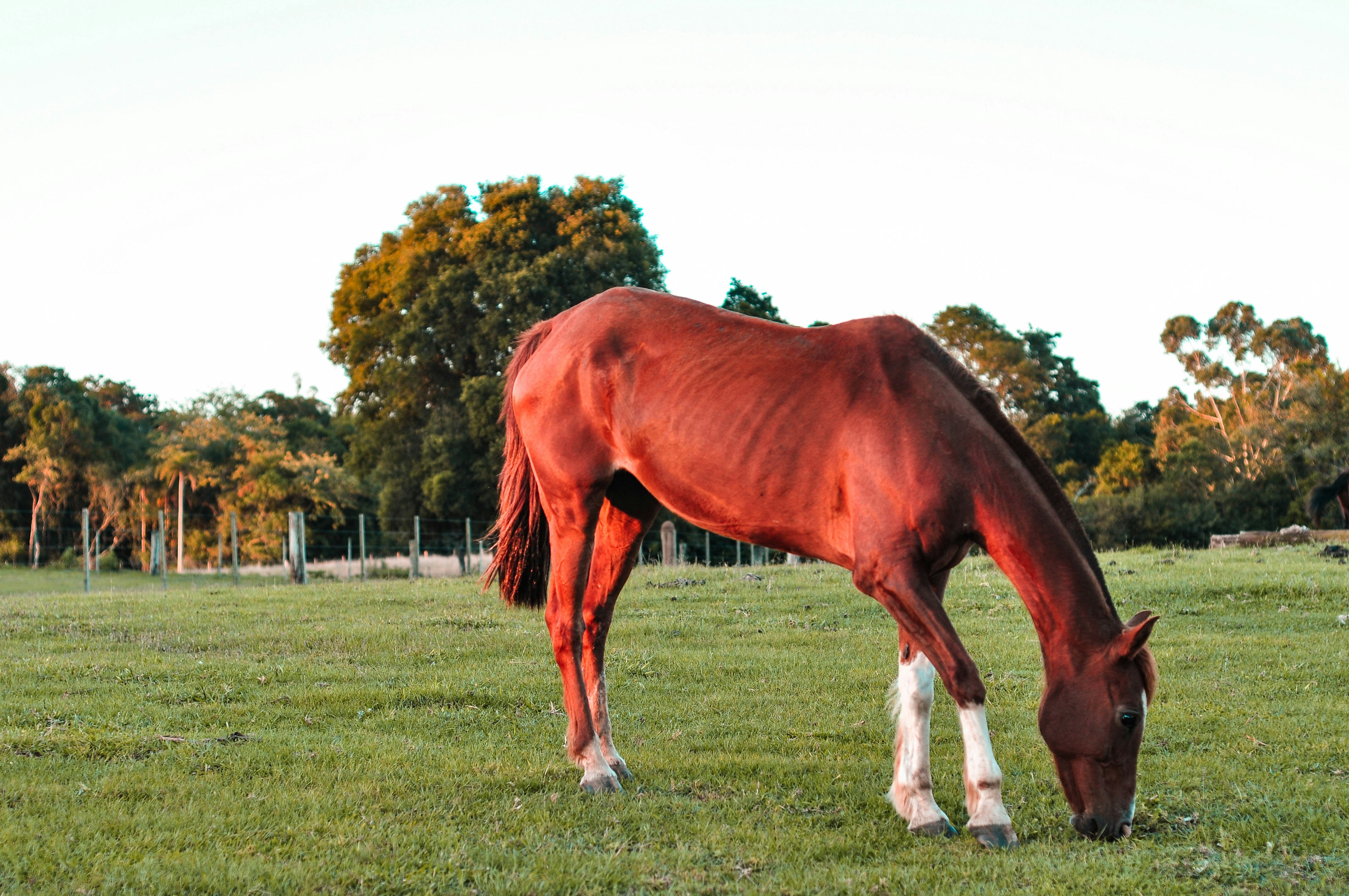 Golden Hour Graze