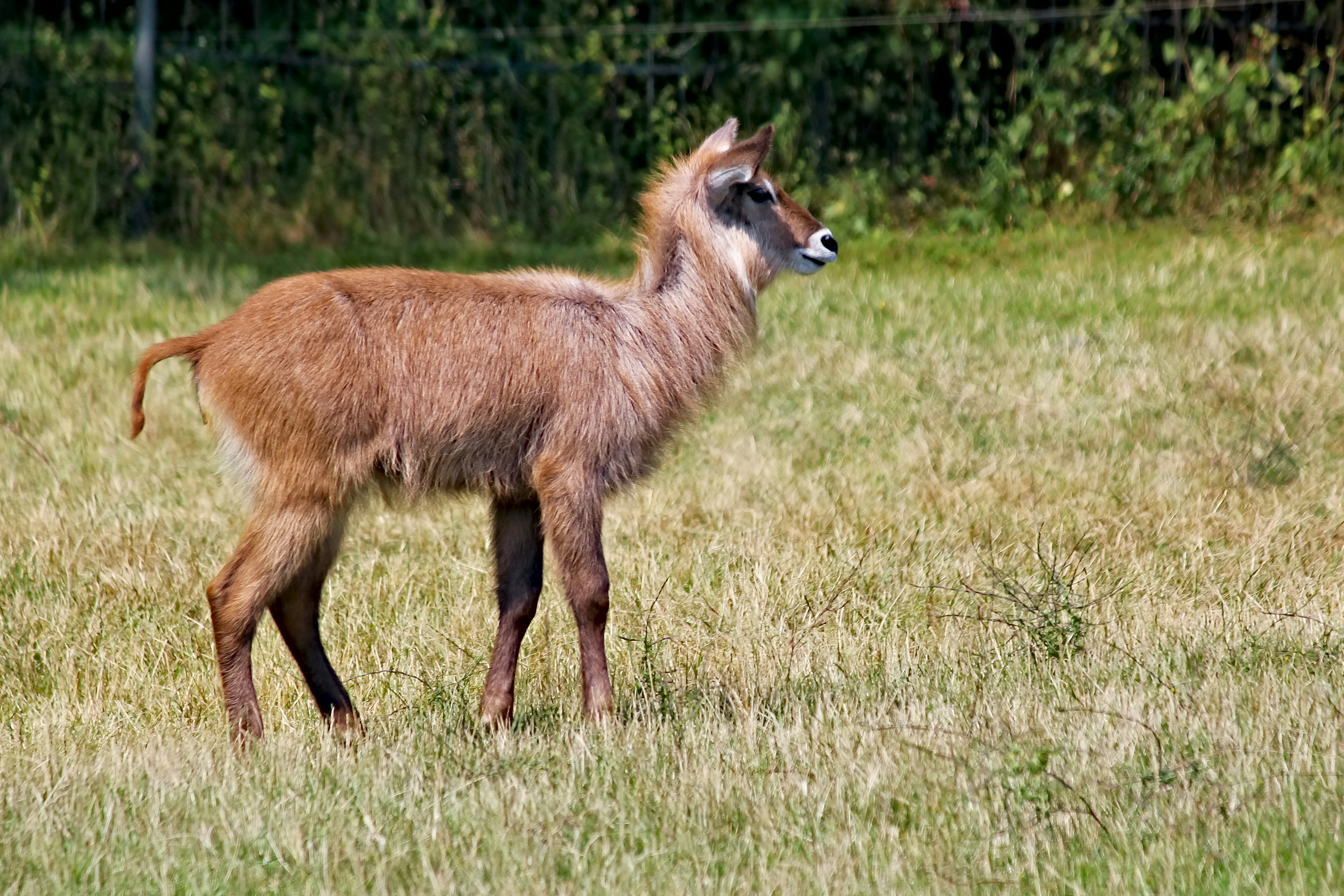 brown deer on green grass field during daytime