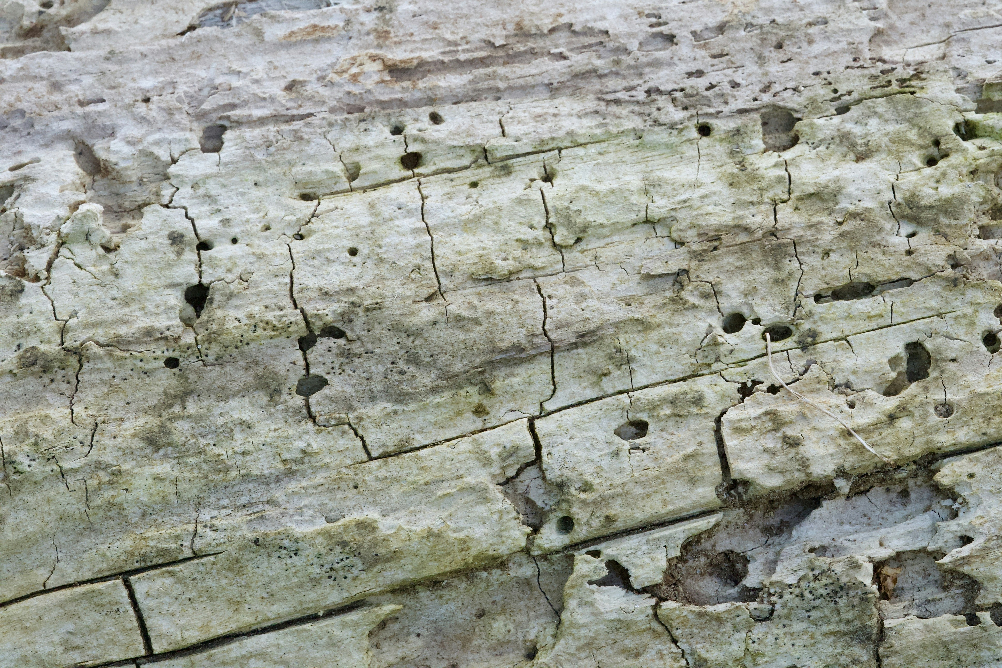 Weathered driftwood displaying intricate patterns and textures, revealing the passage of time and natural elements.