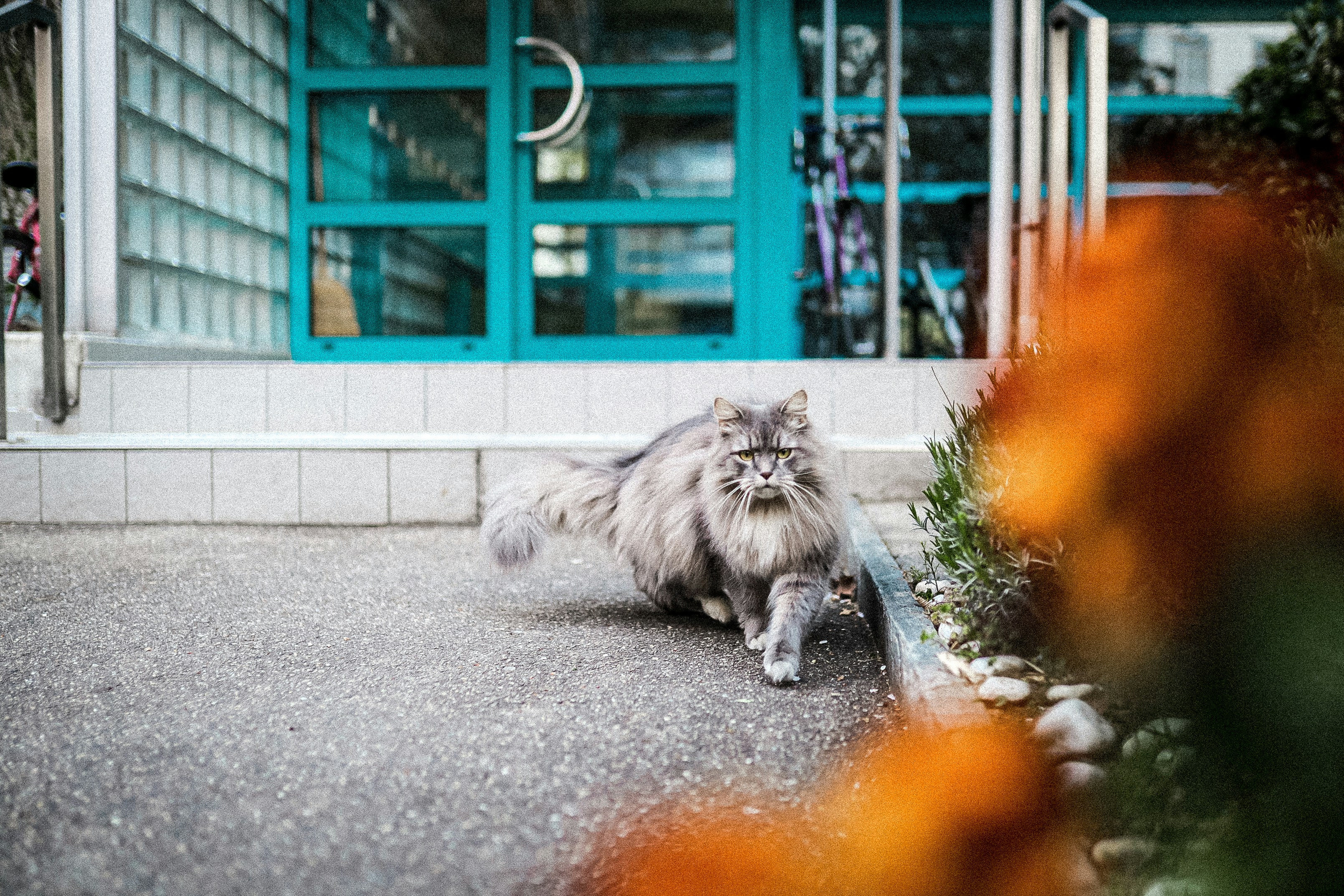 Grey long fur cat on grey concrete floor photo – Free Schweiz Image on ...