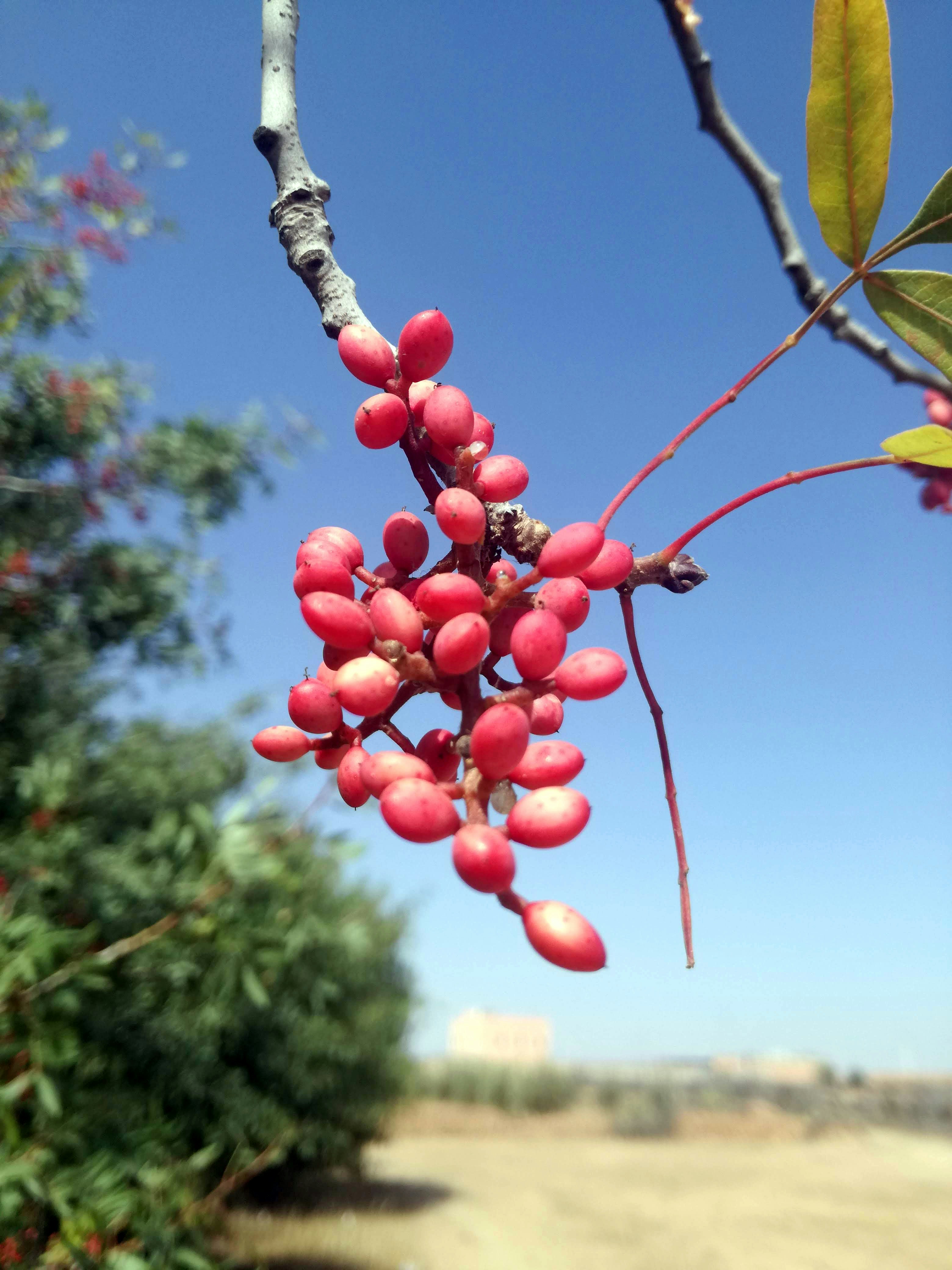 Red Berry Cluster Against a Clear Blue Sky