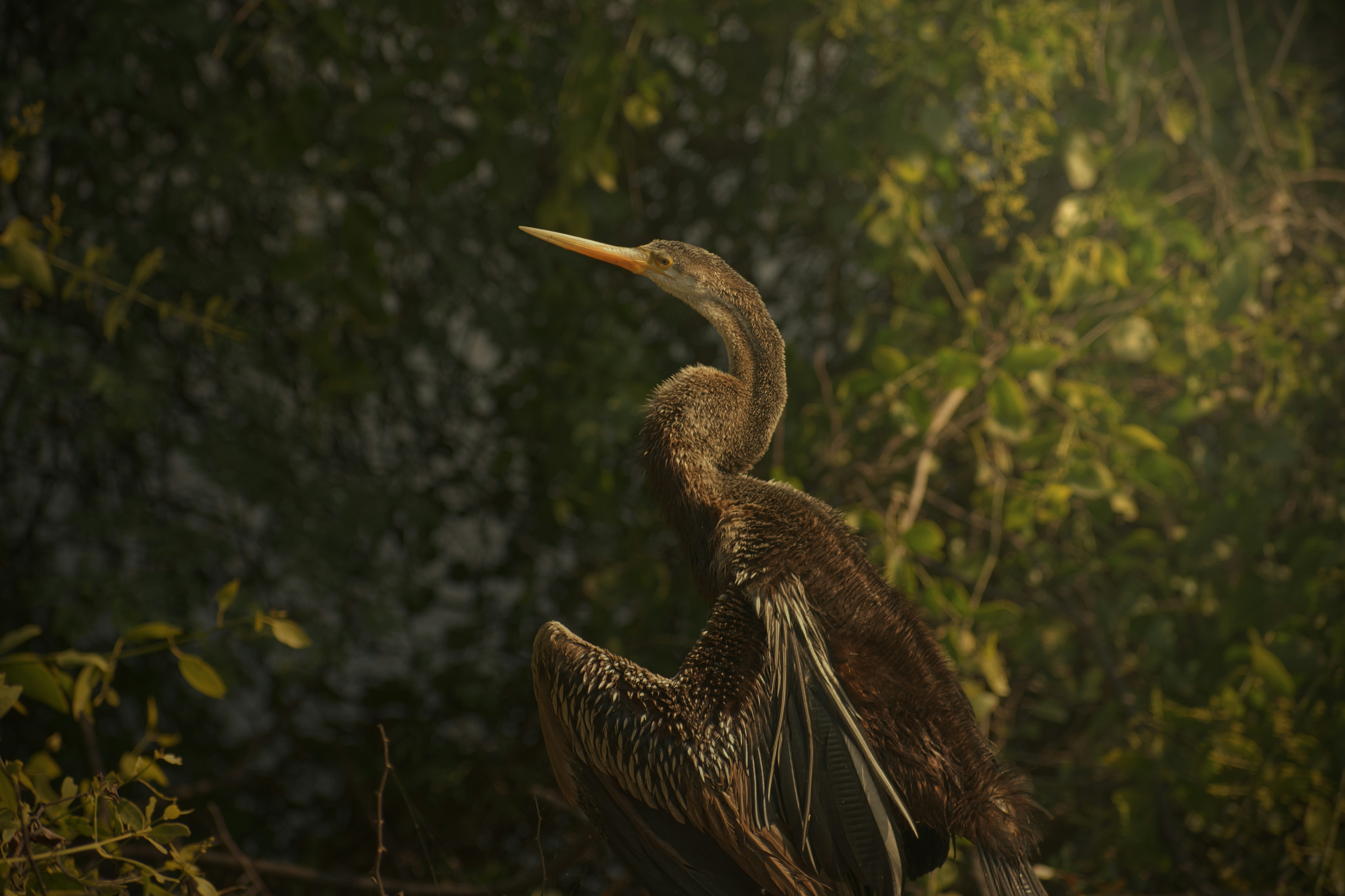 Graceful Darter Amid Golden Canopy