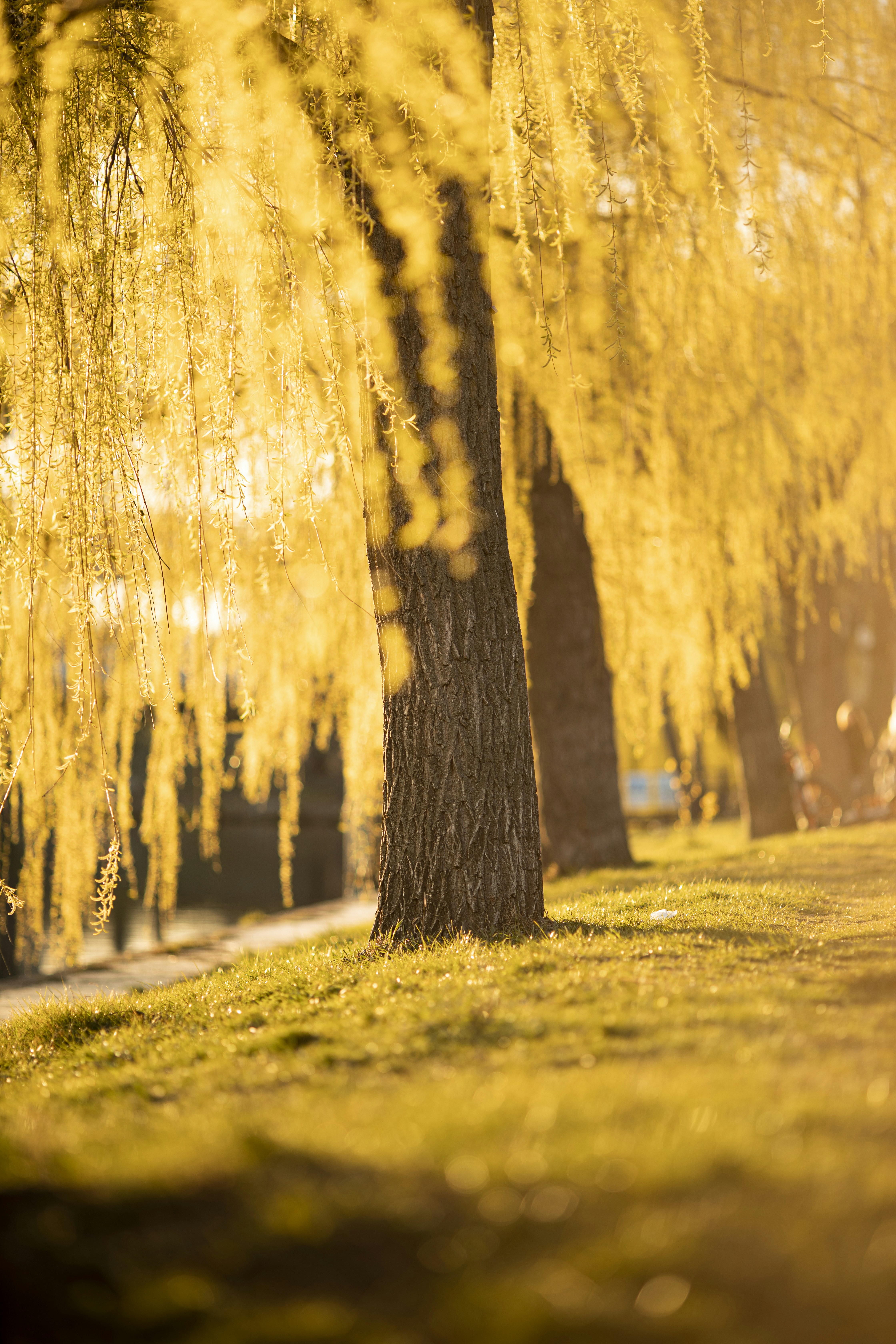Brown trees on green grass field during daytime photo – Free Plant ...