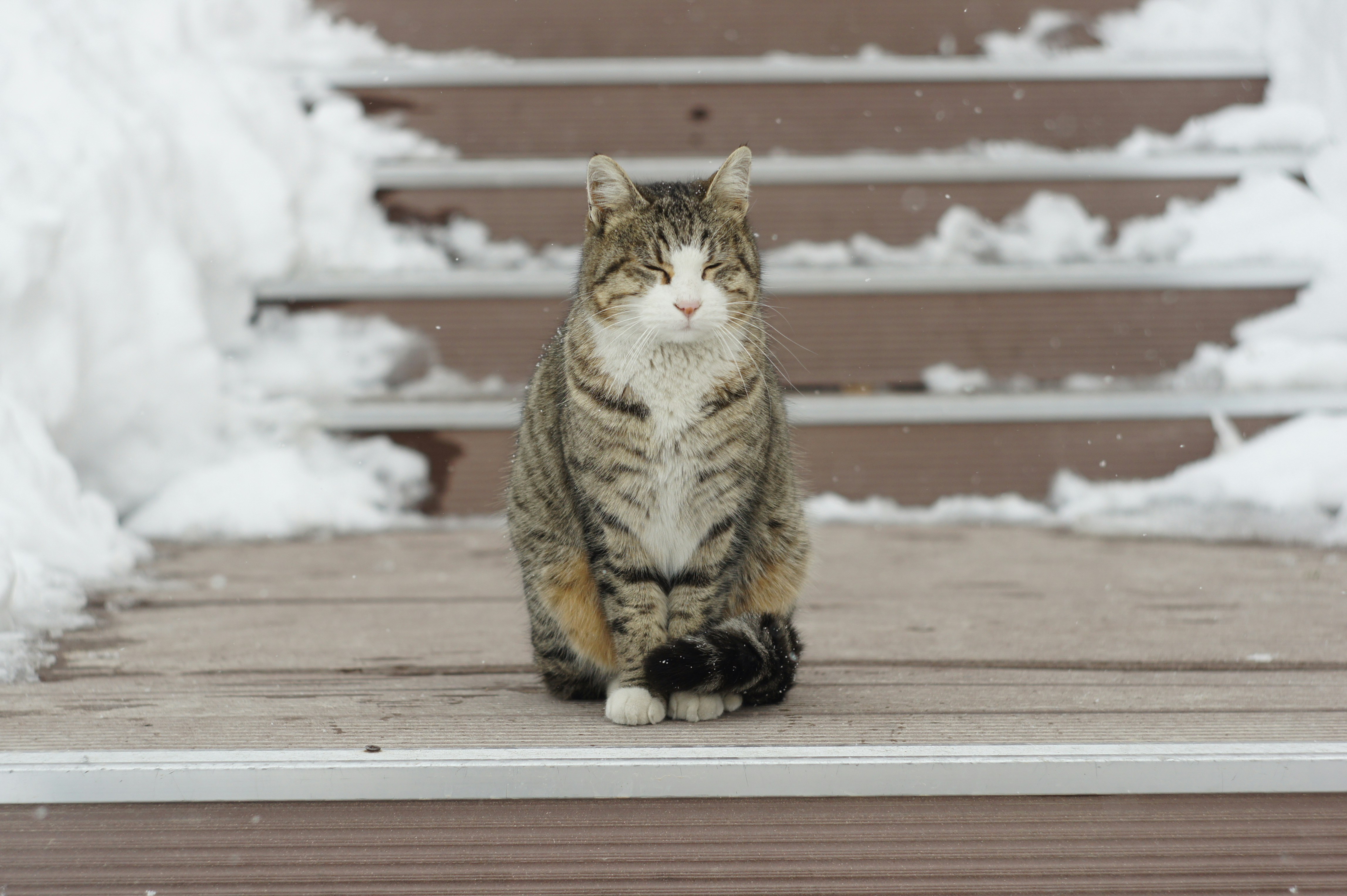 Snow Steps: A Calm Cat Center Stage