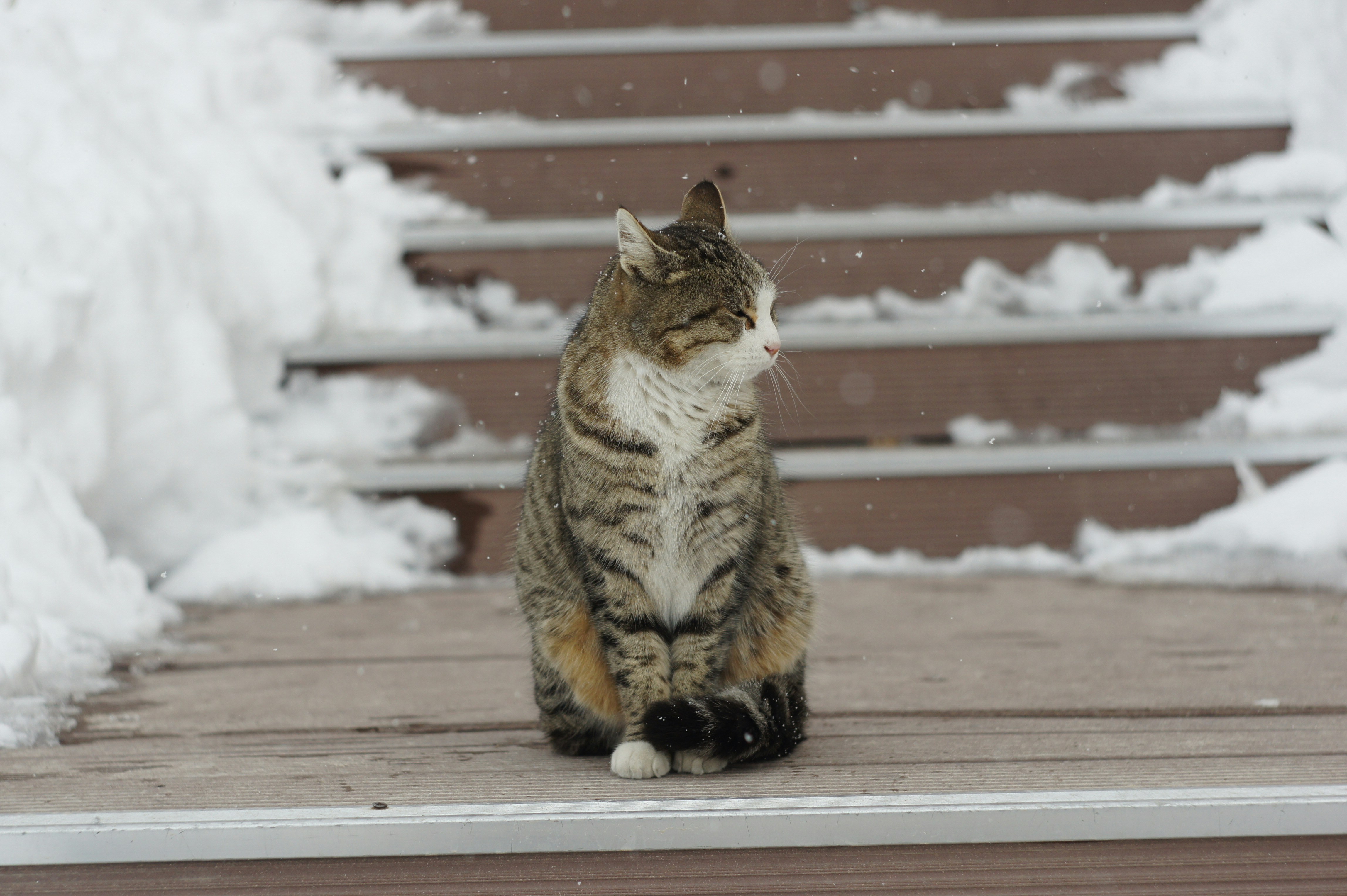 brown tabby cat on window