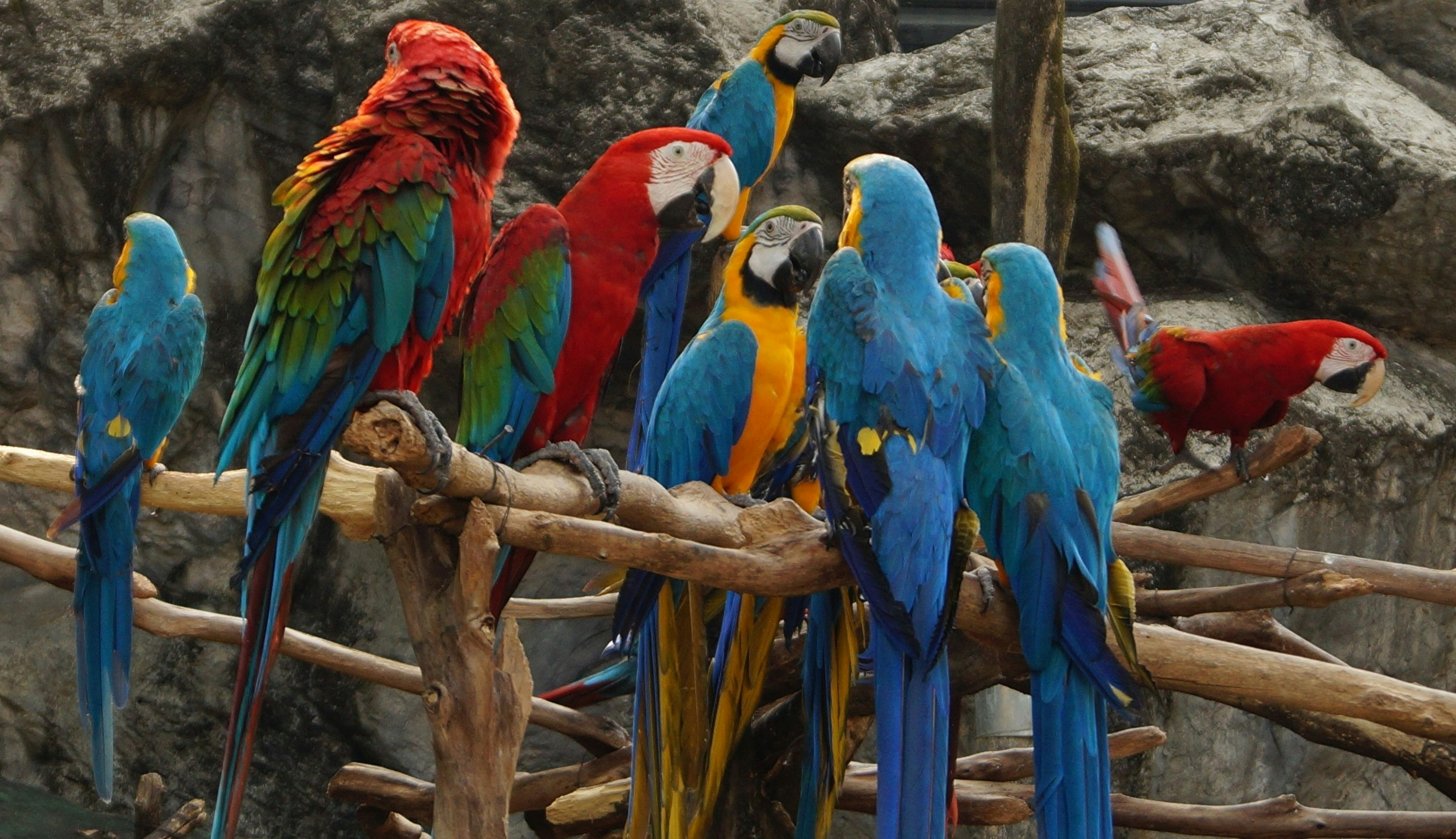 Vibrant parrots of various species congregate on a wooden perch, showcasing a dazzling array of colors and patterns. Their lively presence adds a dynamic element to the scene.